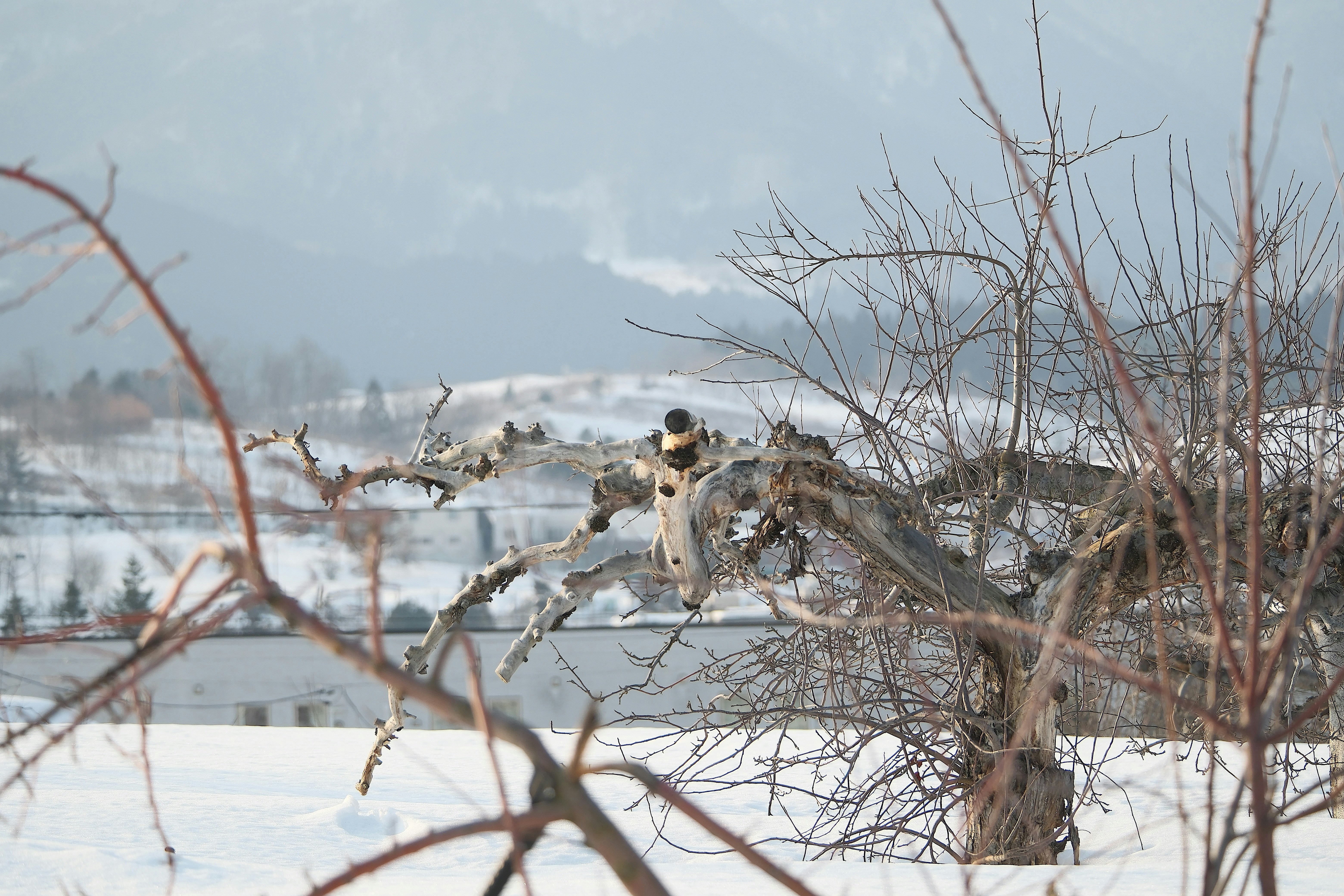 A gnarled tree stands amidst a snowy landscape, its branches reaching out like skeletal fingers against a backdrop of distant mountains.