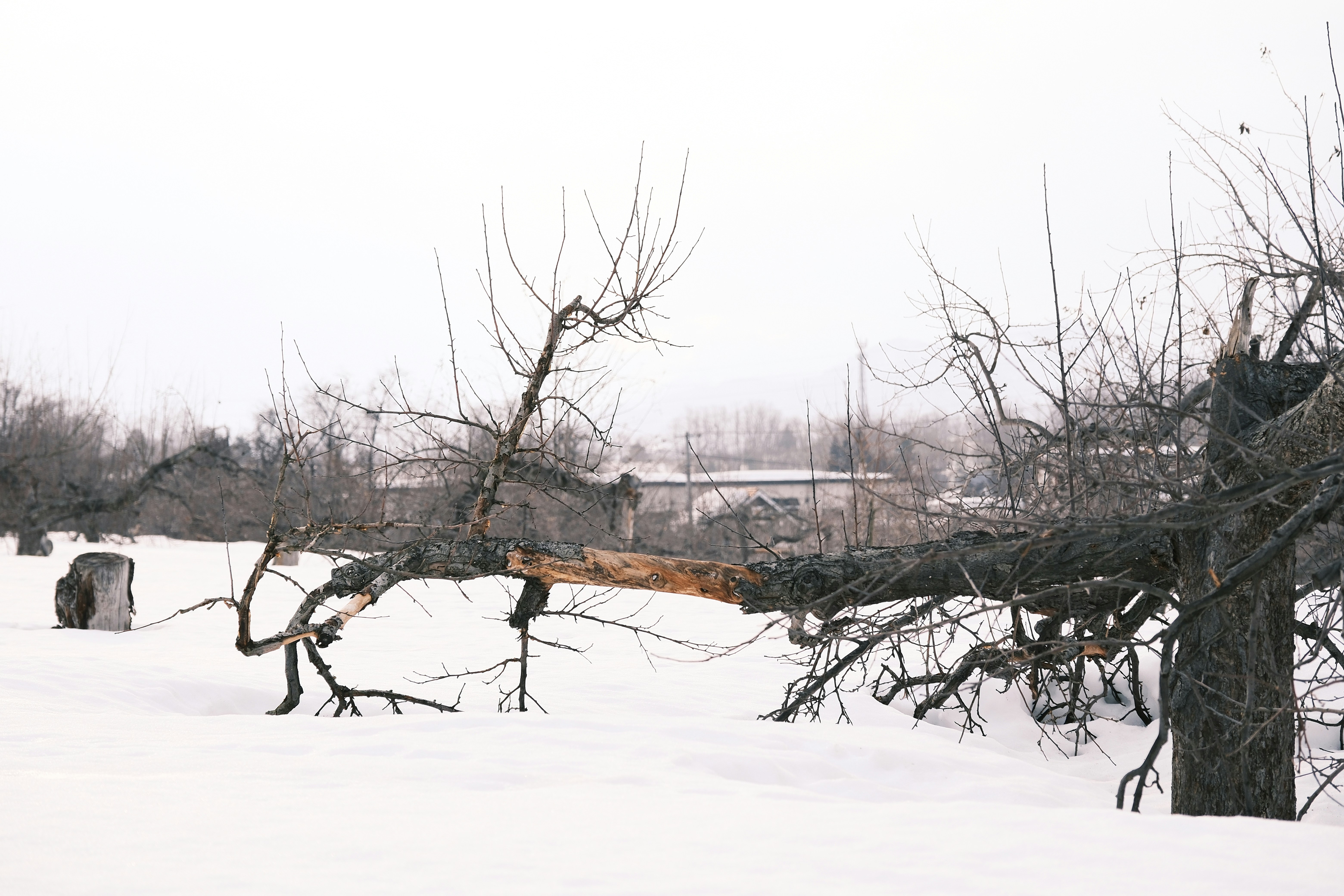 Winter's Quiet Embrace on Fallen Branches