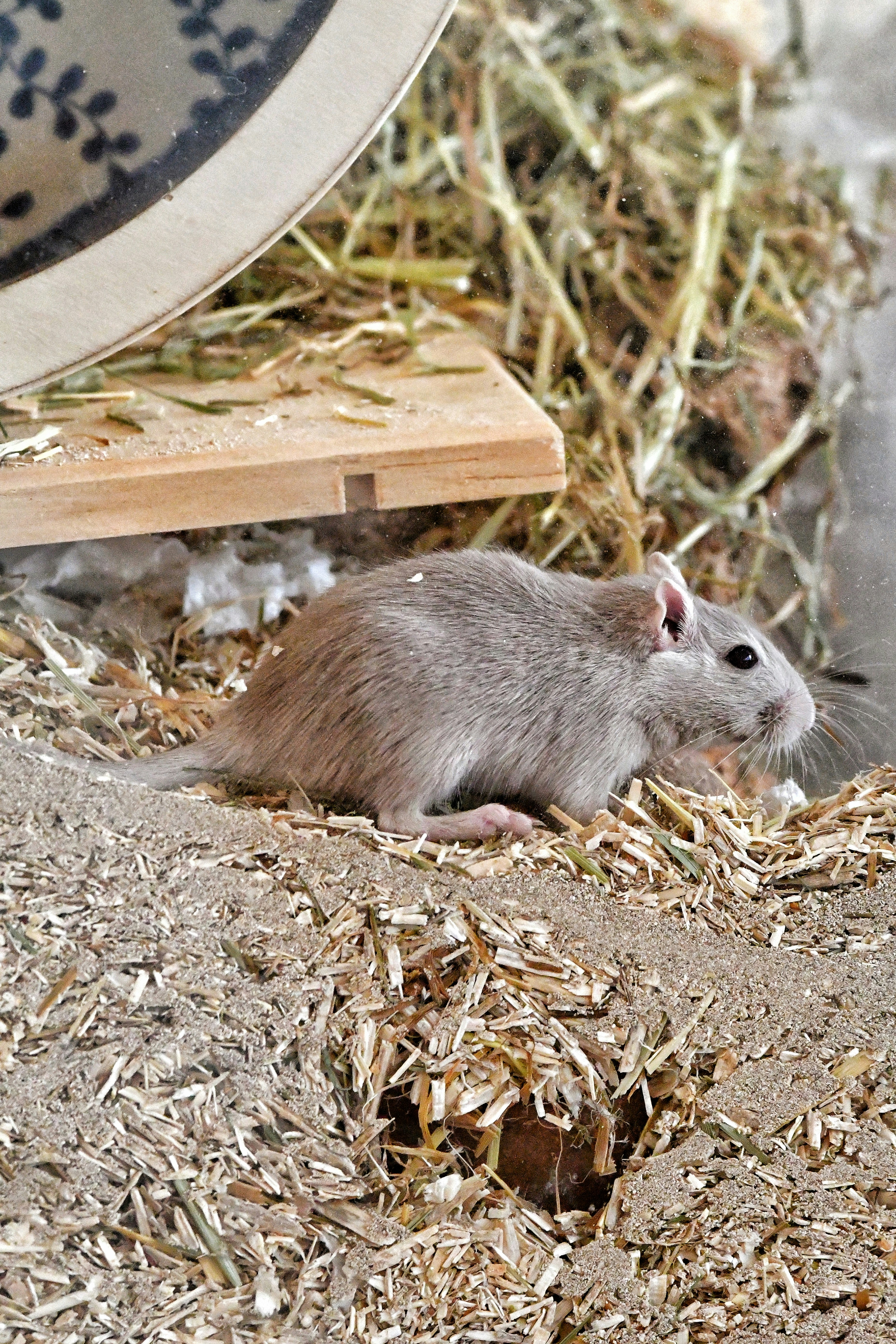 Gray mouse on a sawdust stage beneath a circular metal blade in a cluttered workshop corner