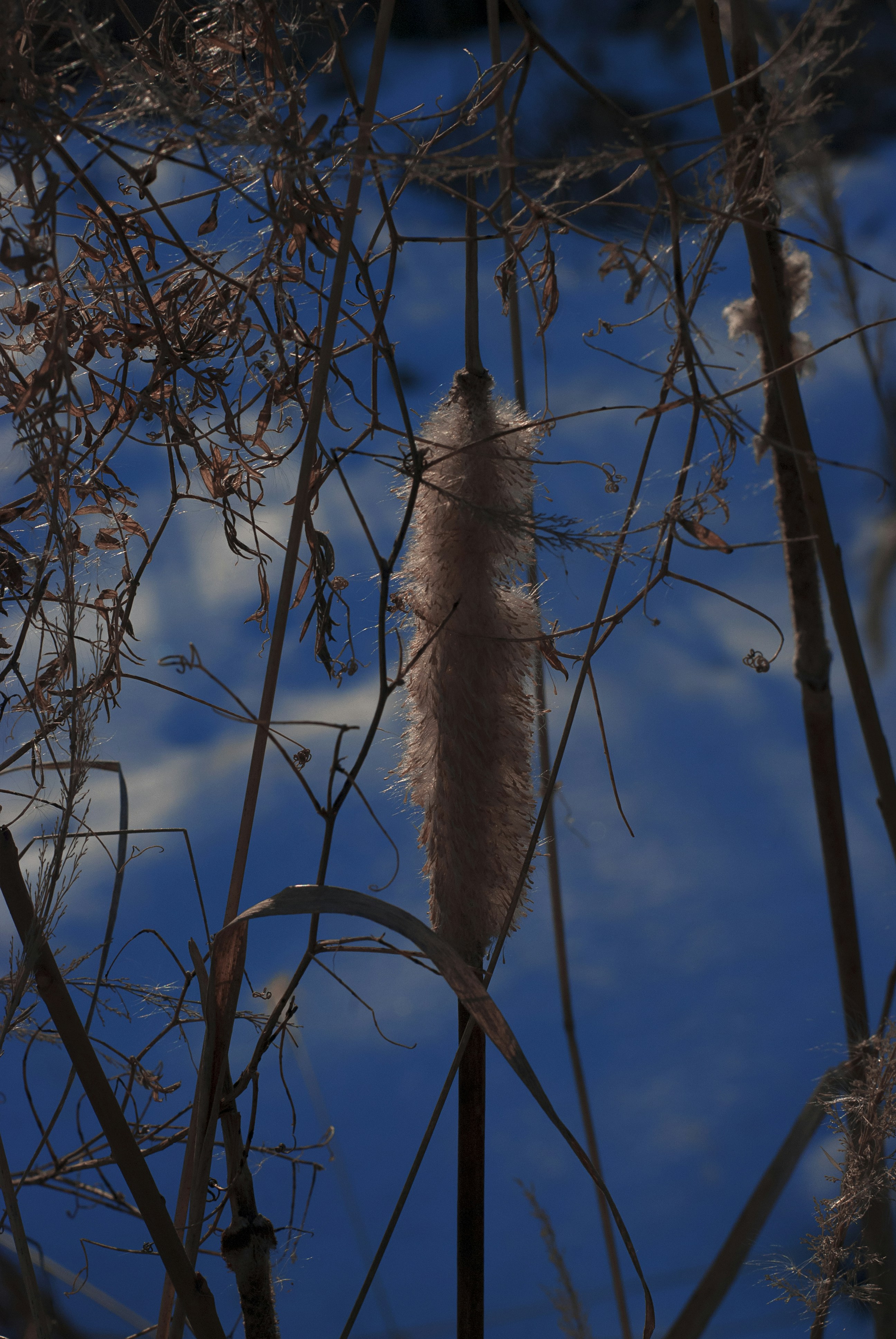 Midnight Catkins: A Silent Stand of Reeds Against a Velvet Sky