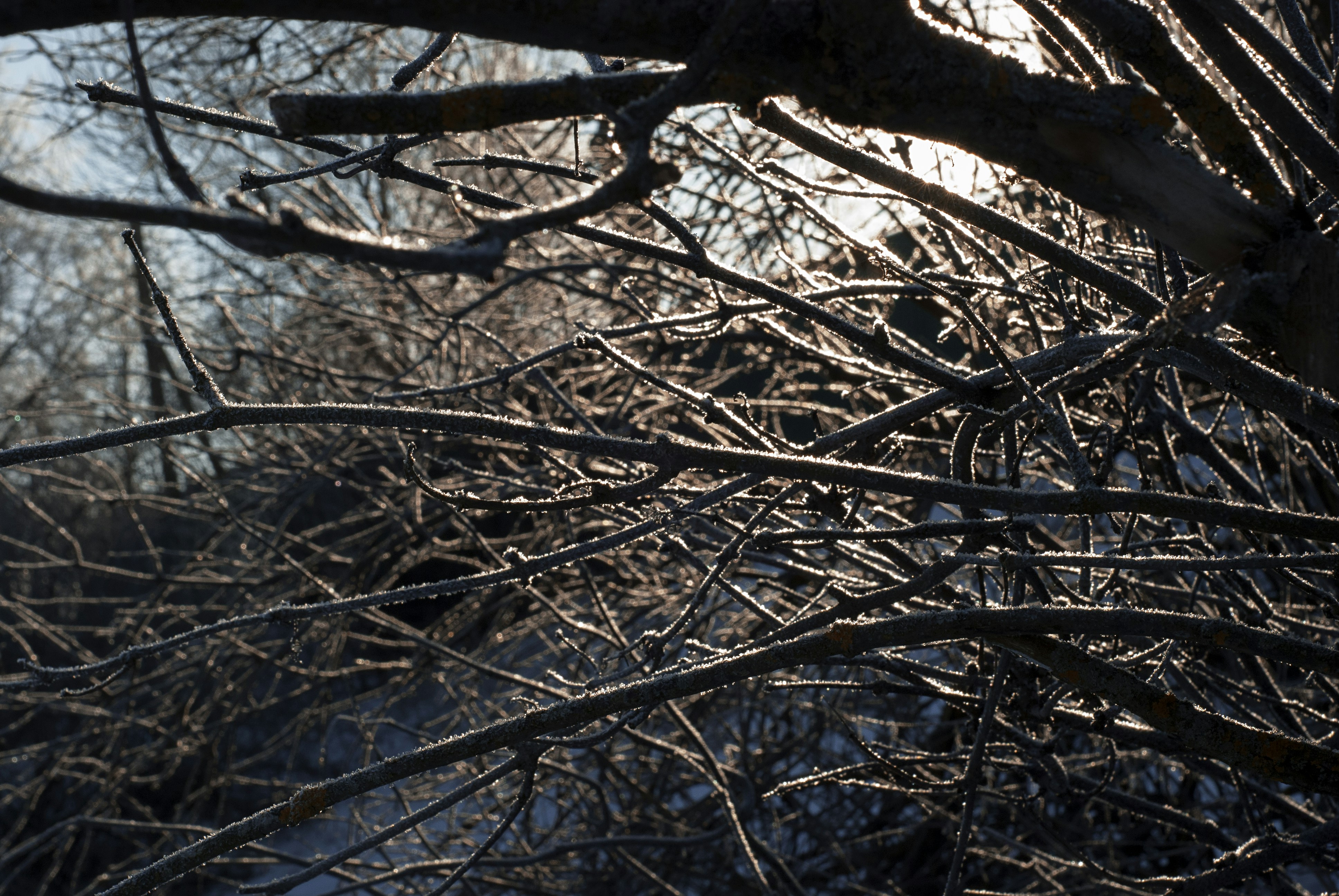 Frost-covered tree branches glistening in early sunlight.
