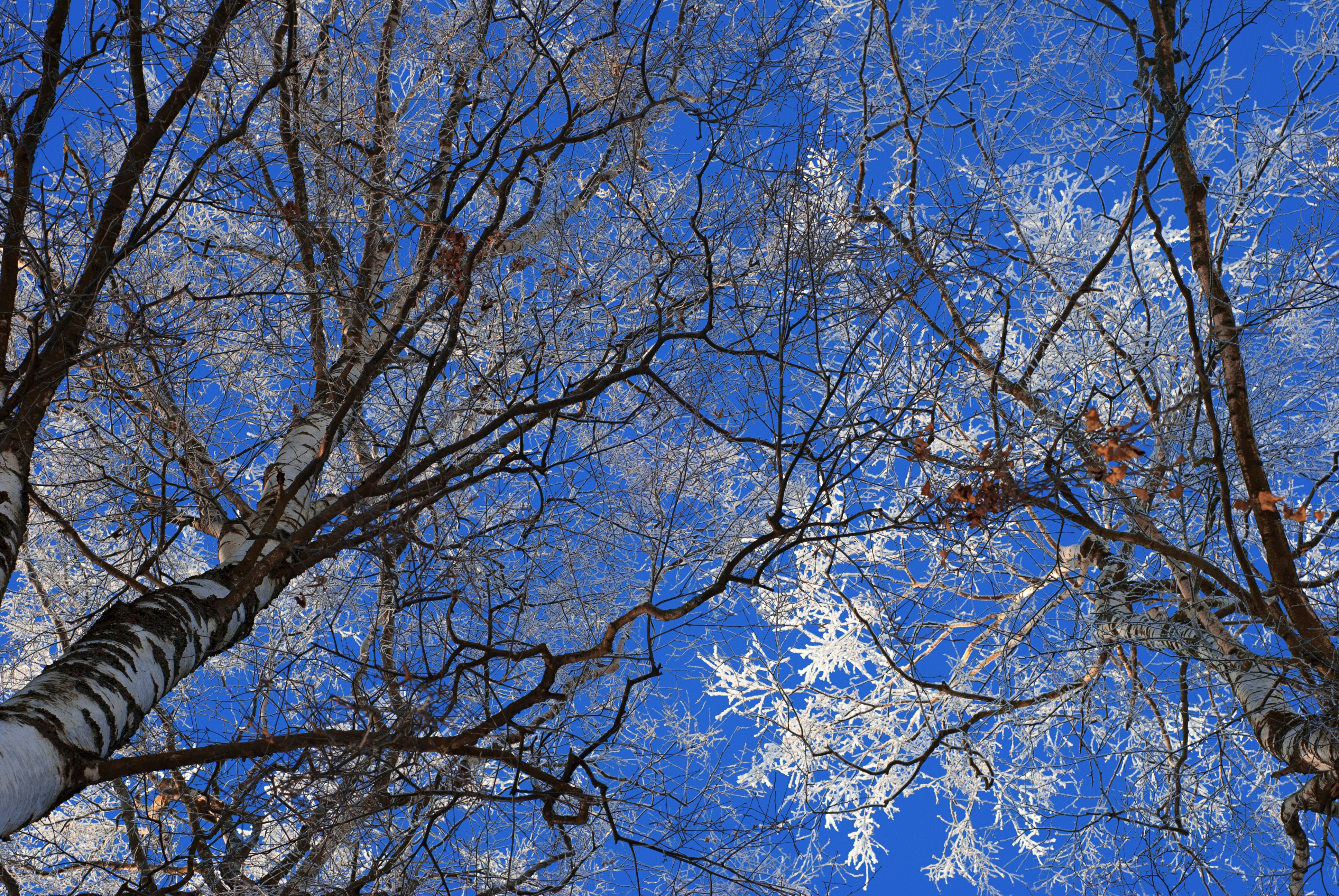 Frosty trees reach into a vibrant blue sky. photo – Free Вятское Image ...