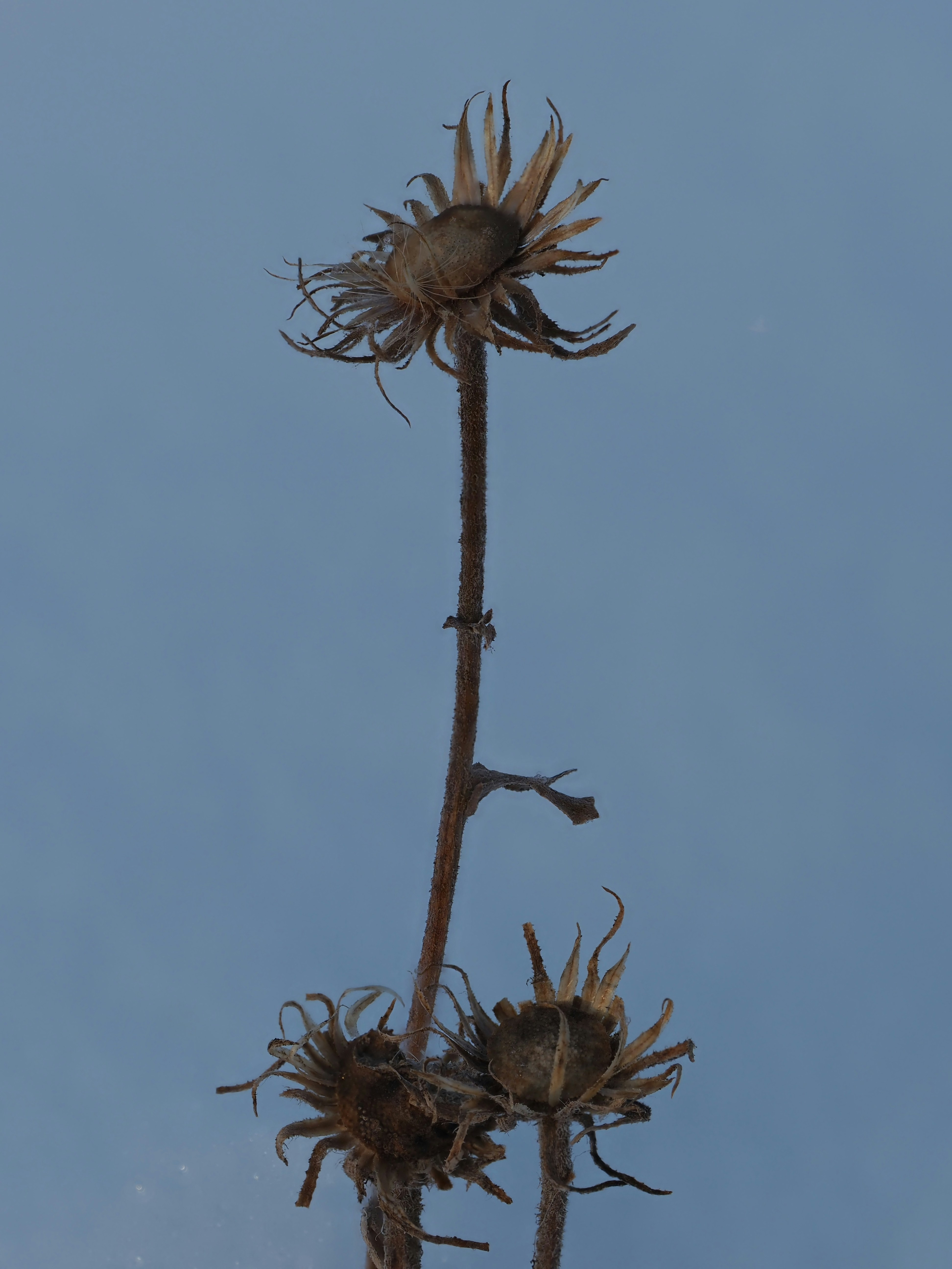 Azure Sky Crown: A Tall Seed Head in Isolation