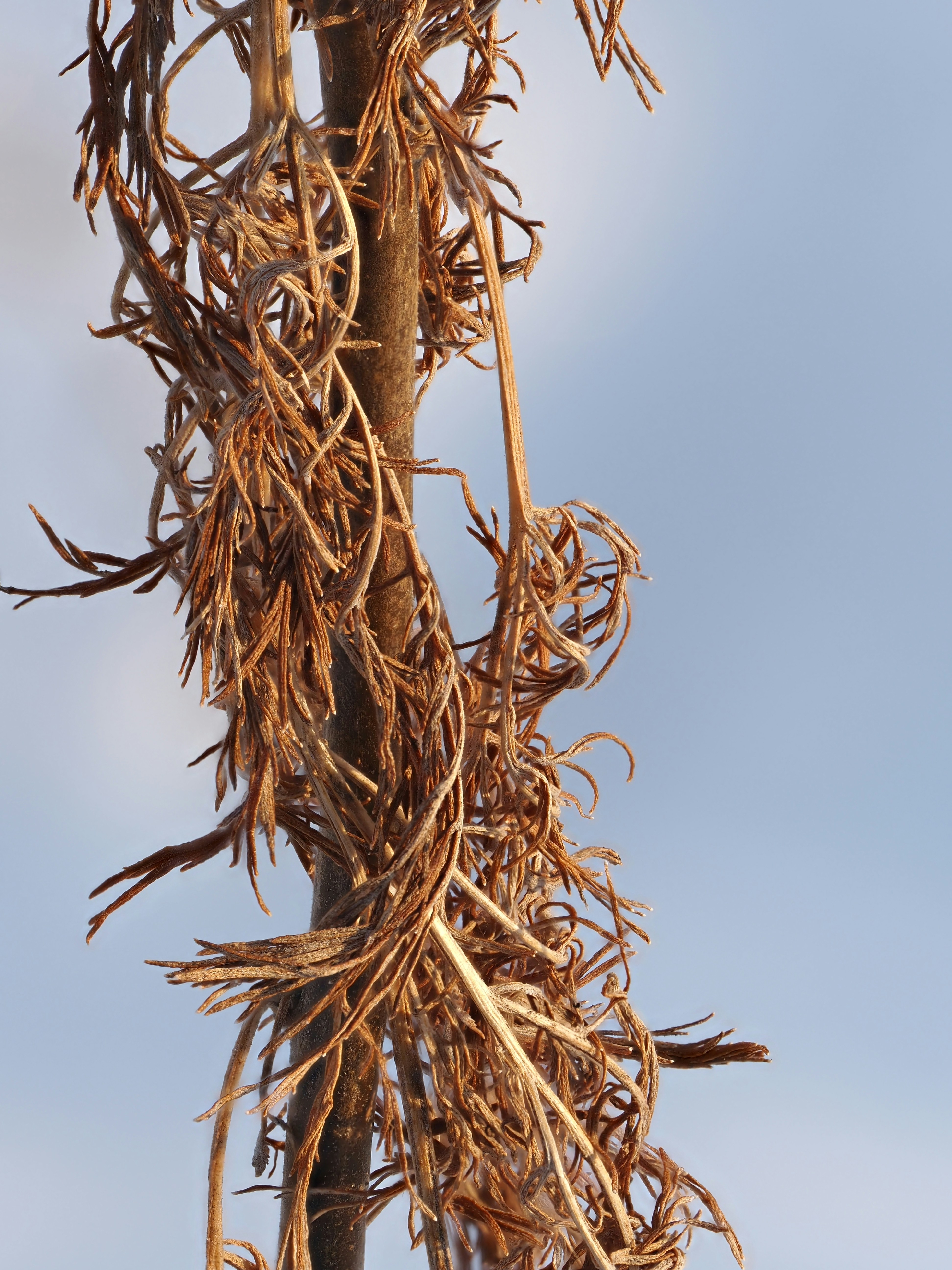 Dry Tendrils Cling to a Weathered Pole Under a Clear Blue Sky