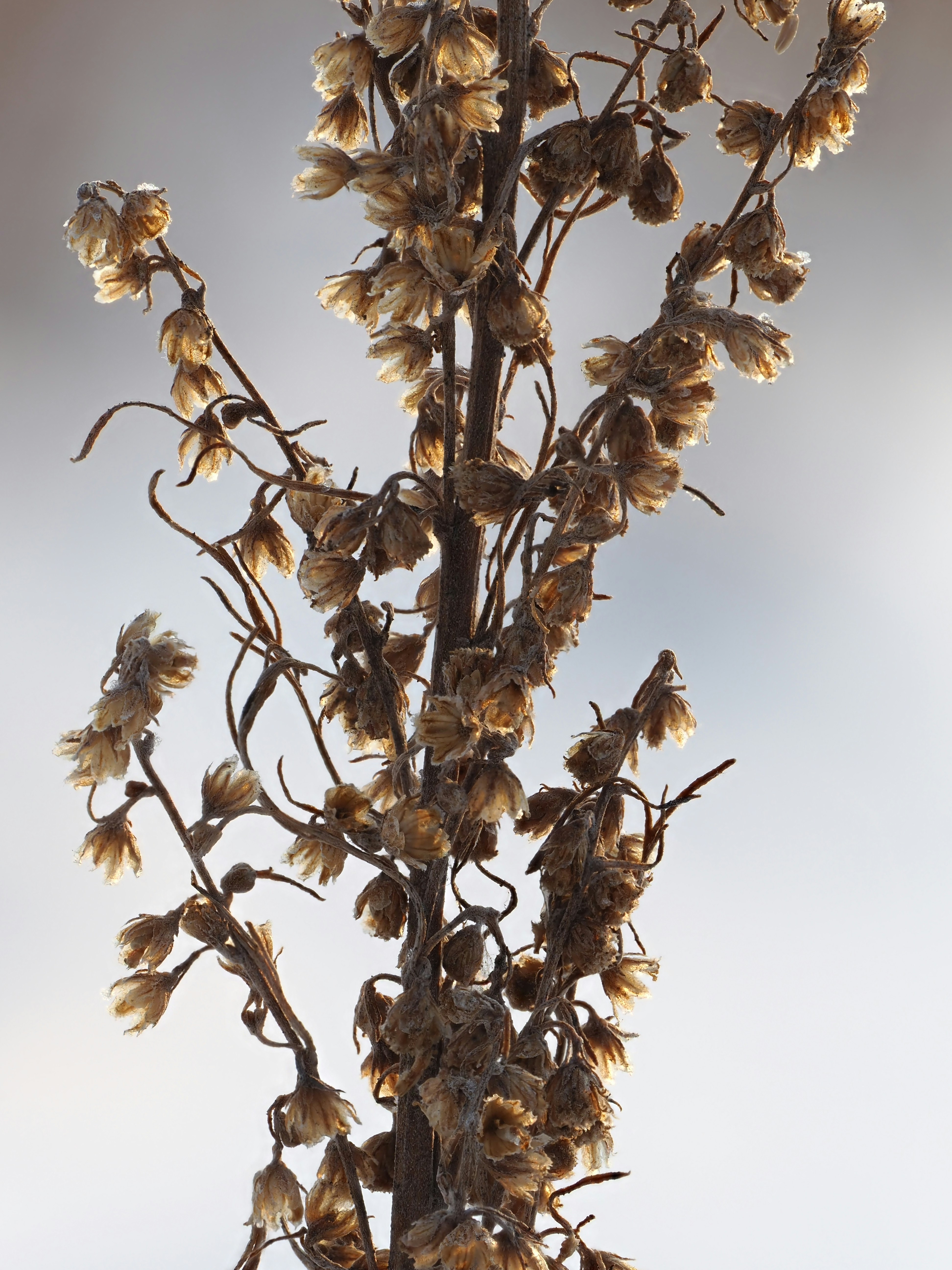dry plants in the spring sun