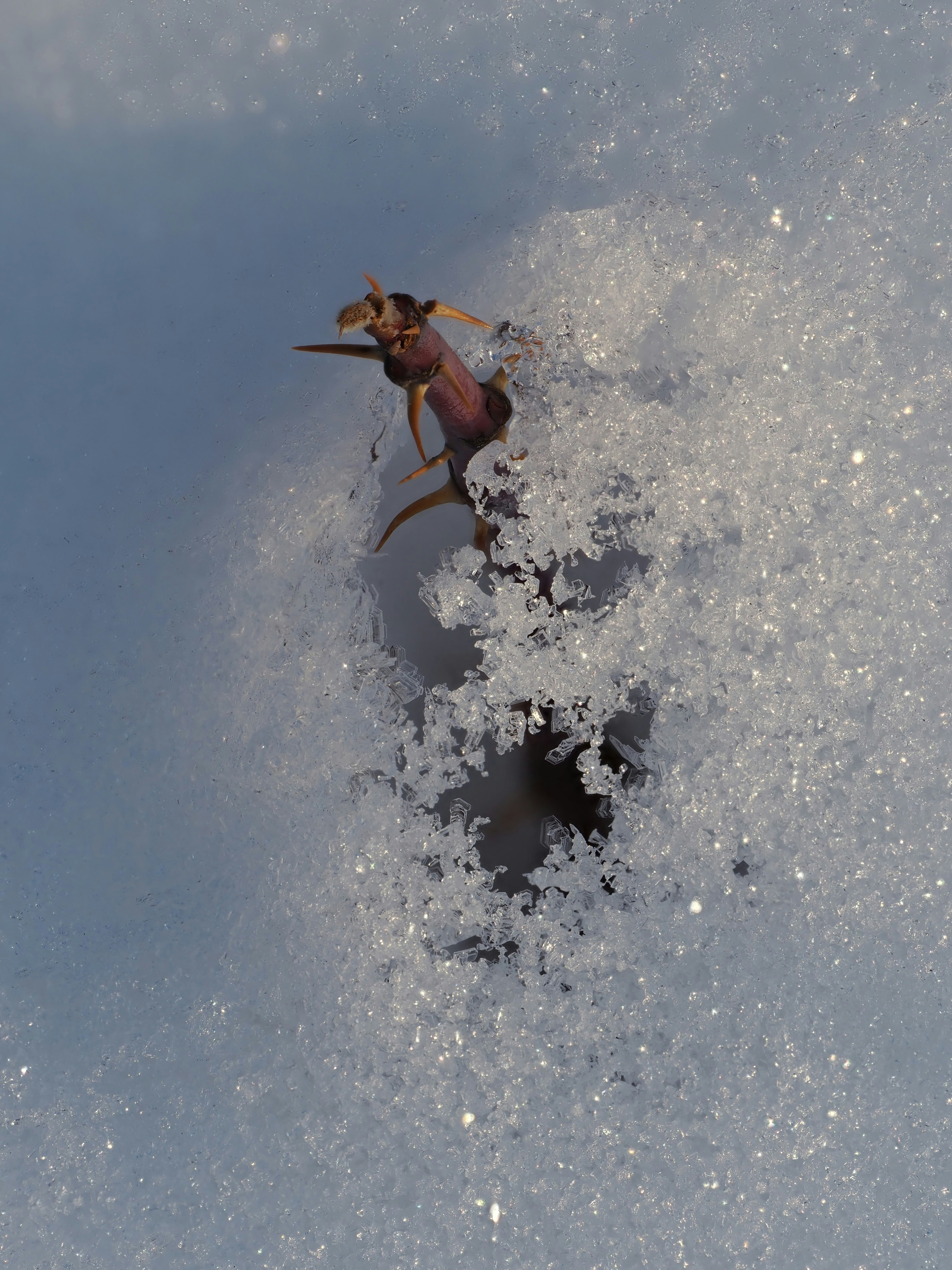 Resilience Amidst Winter's Embrace