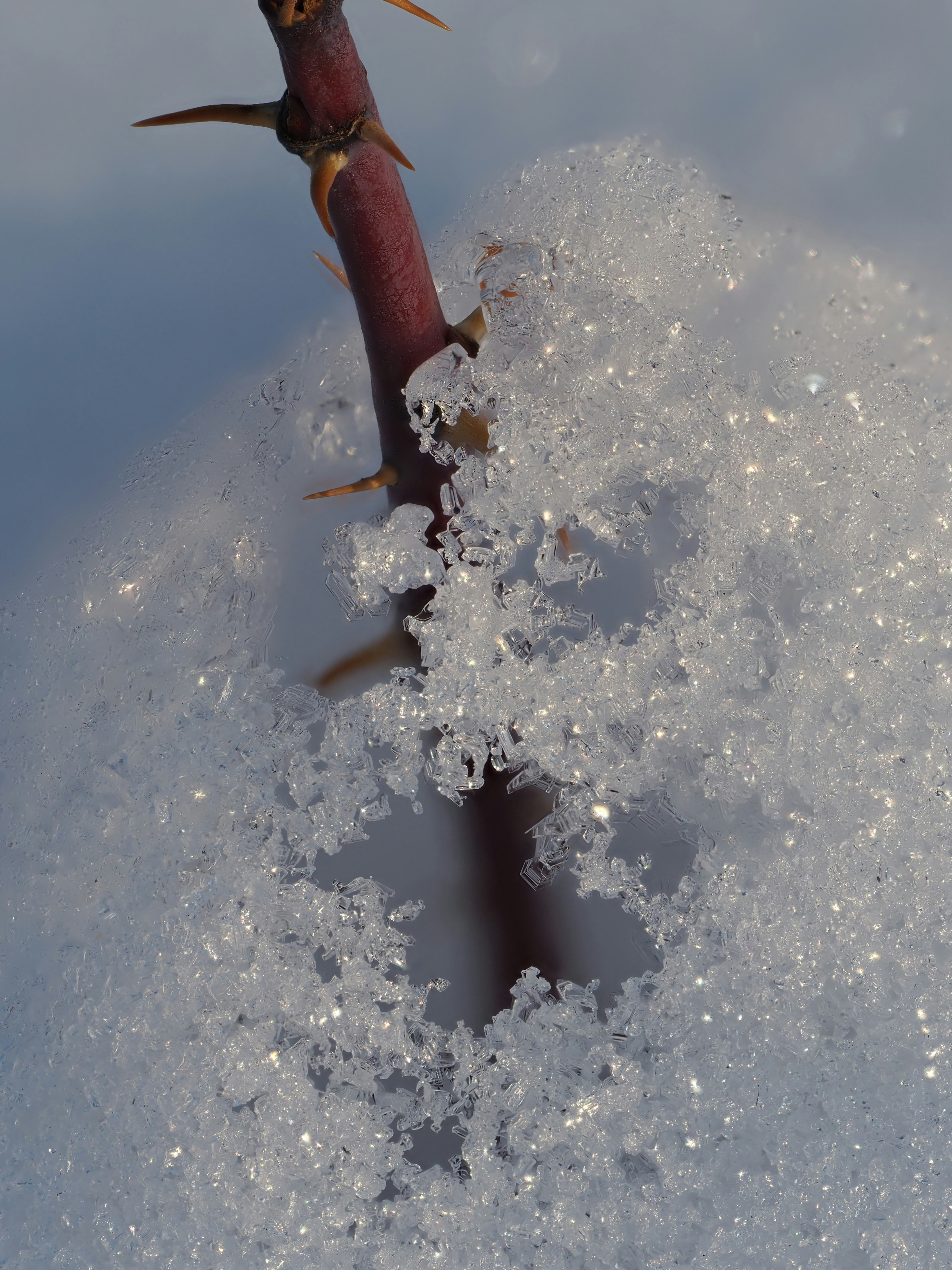 Las espinas y la nieve convergen en el abrazo invernal. foto – Imagen ...