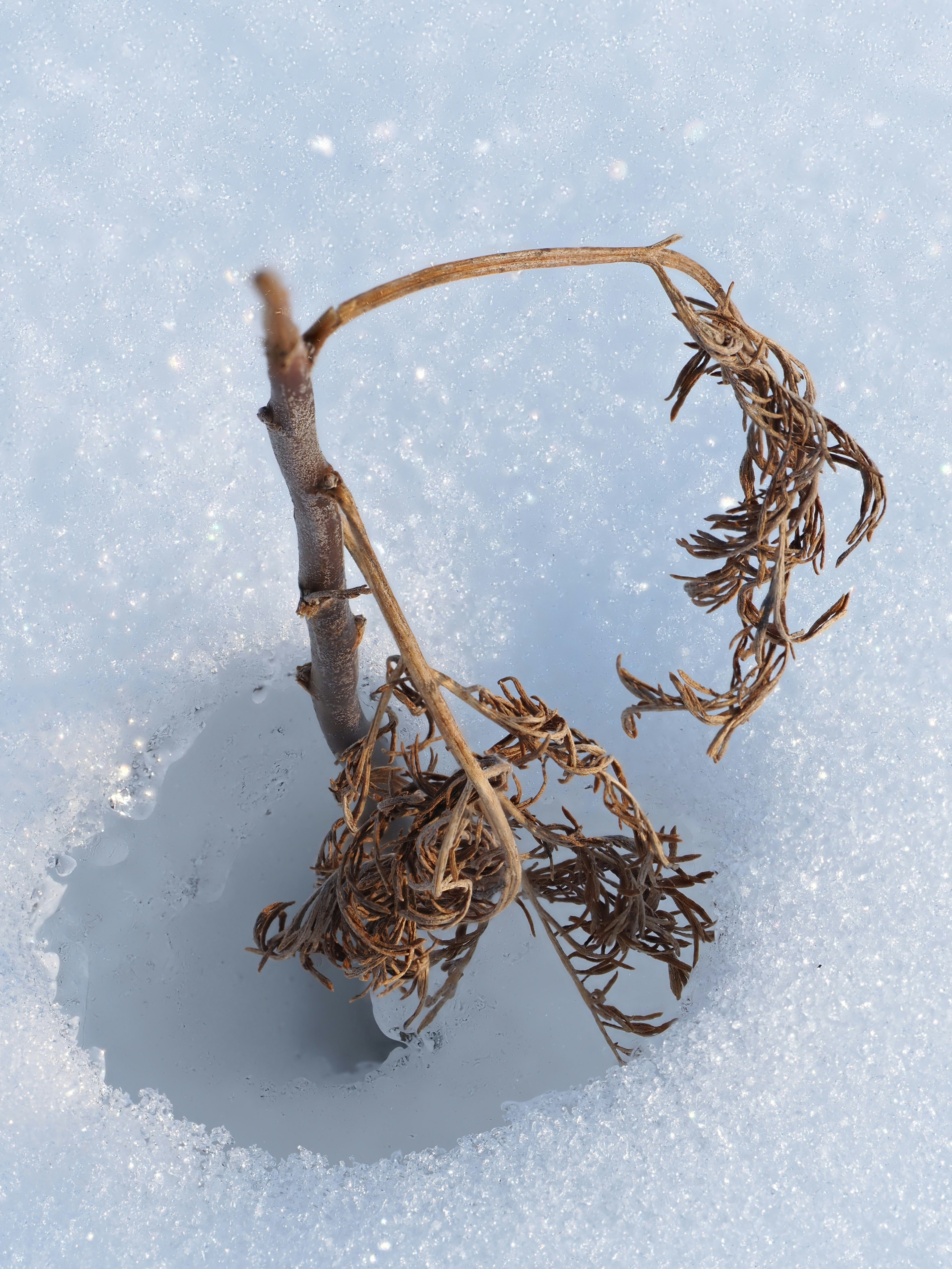 Withered fern in a snow-crater: a frozen moment of resilience