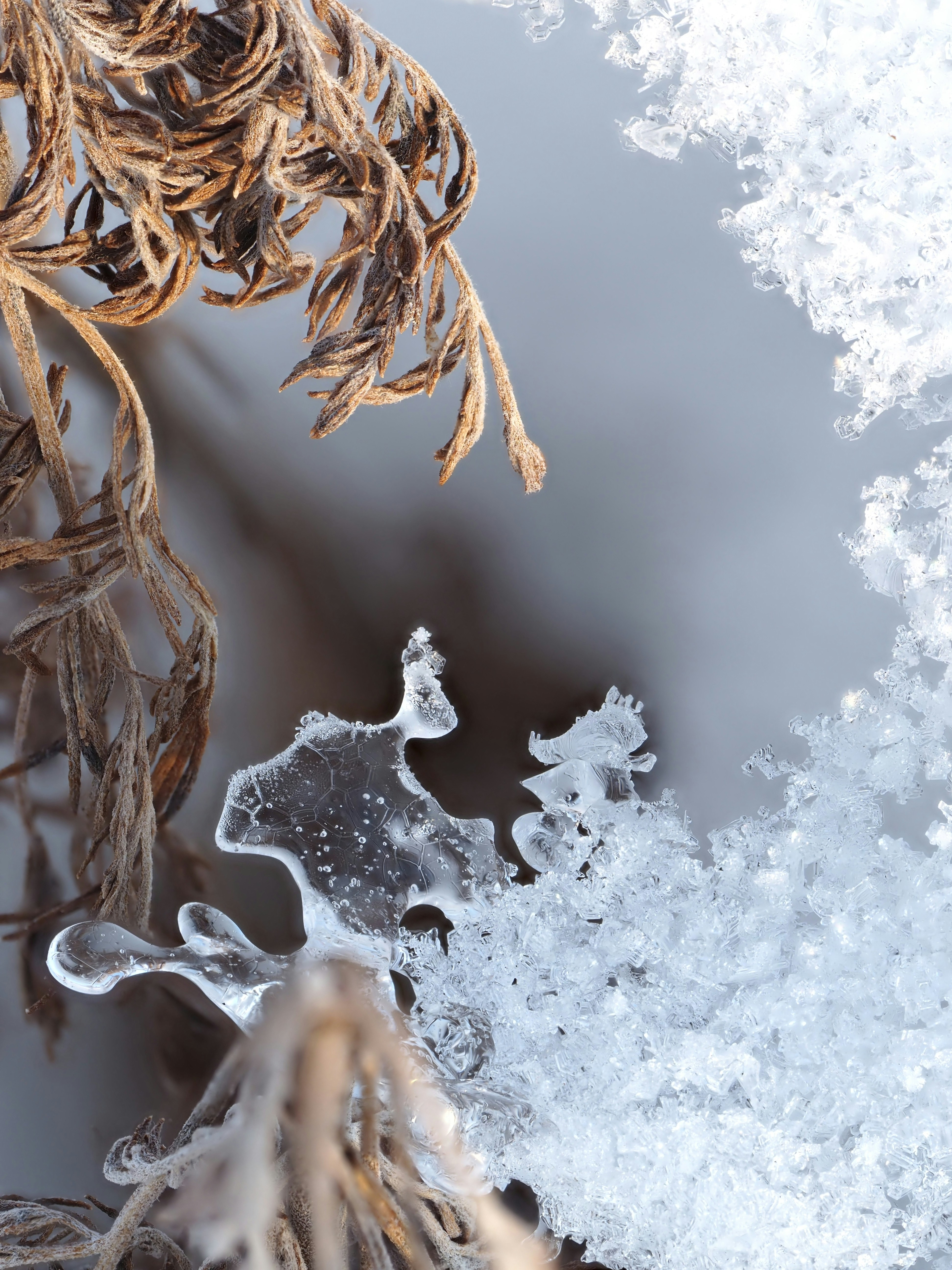 Crystal Lace on a Withered Fern