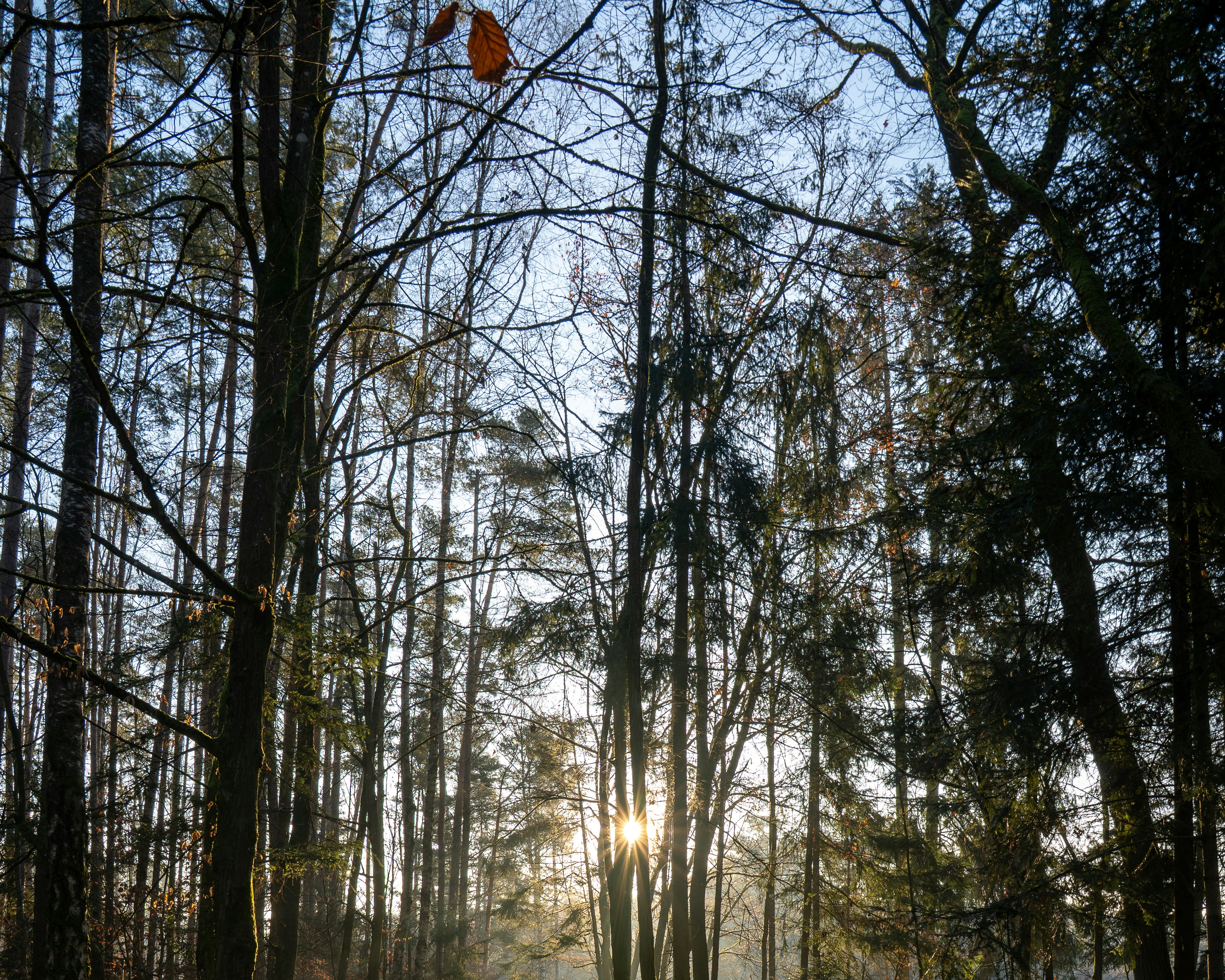 Sunlight peeking through tall forest trees at dawn, casting intricate shadows.