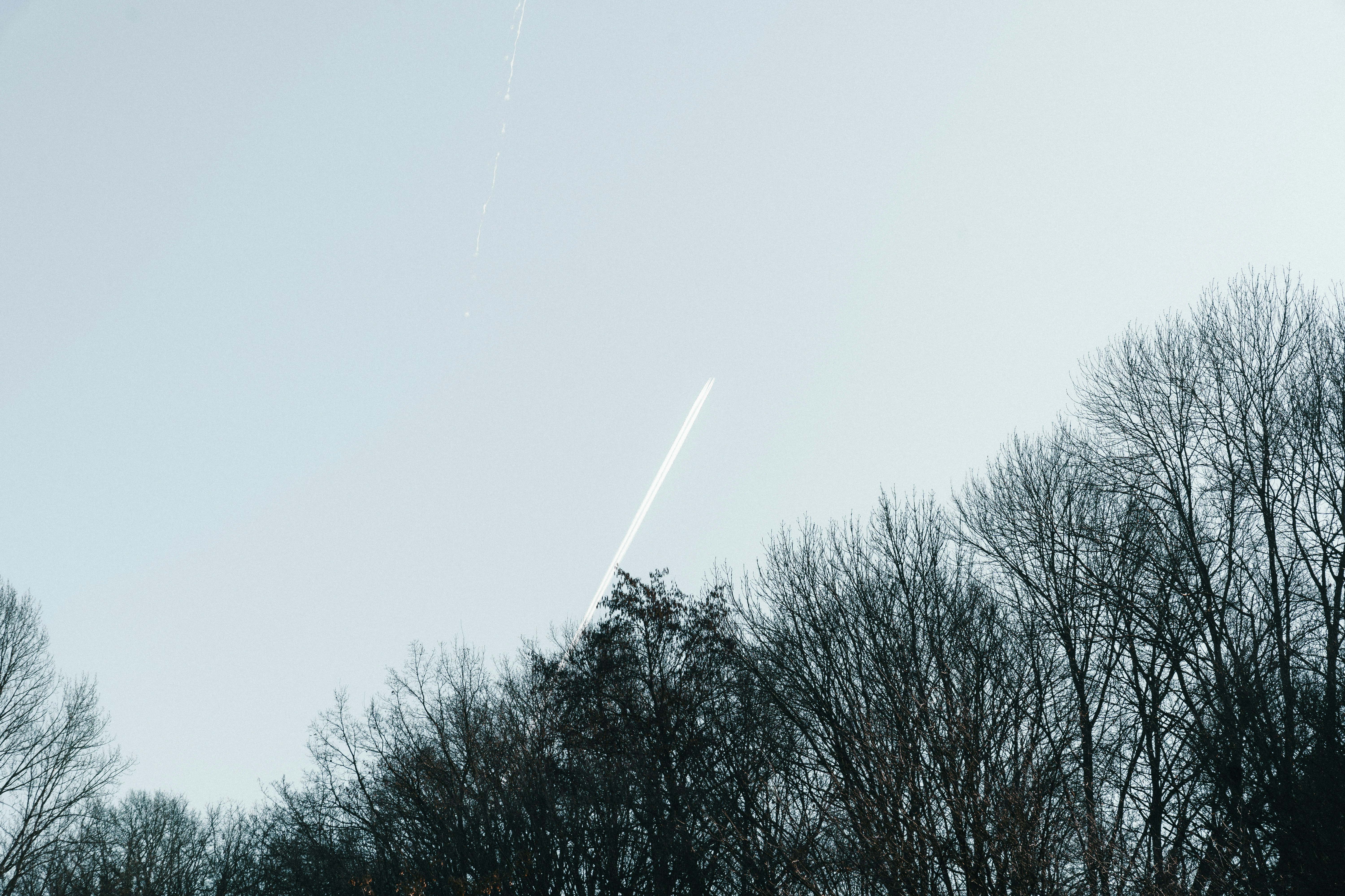 Nature | Trees with sky and a contrail.