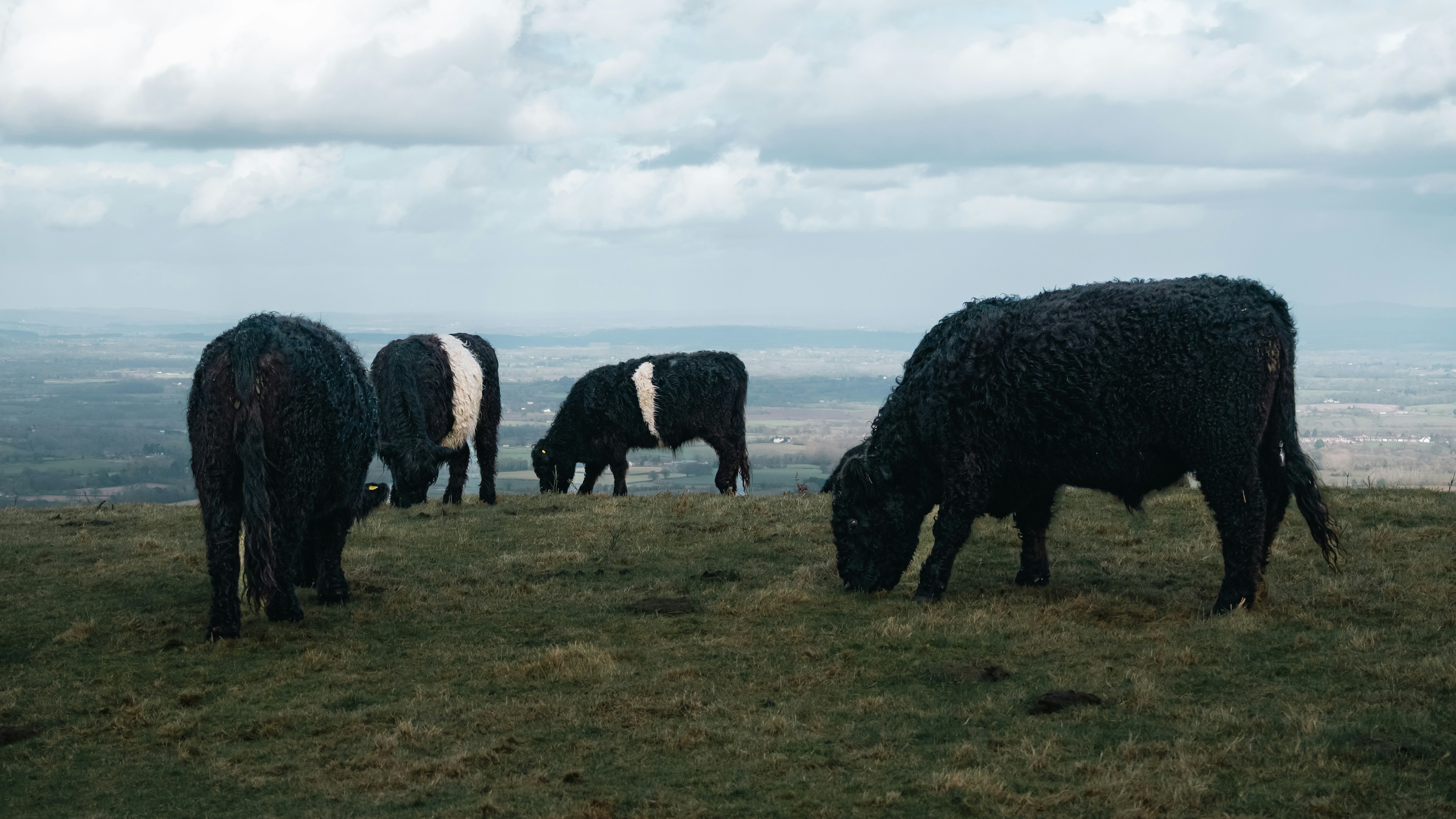 Highland Harmony: Belted Galloways Grazing