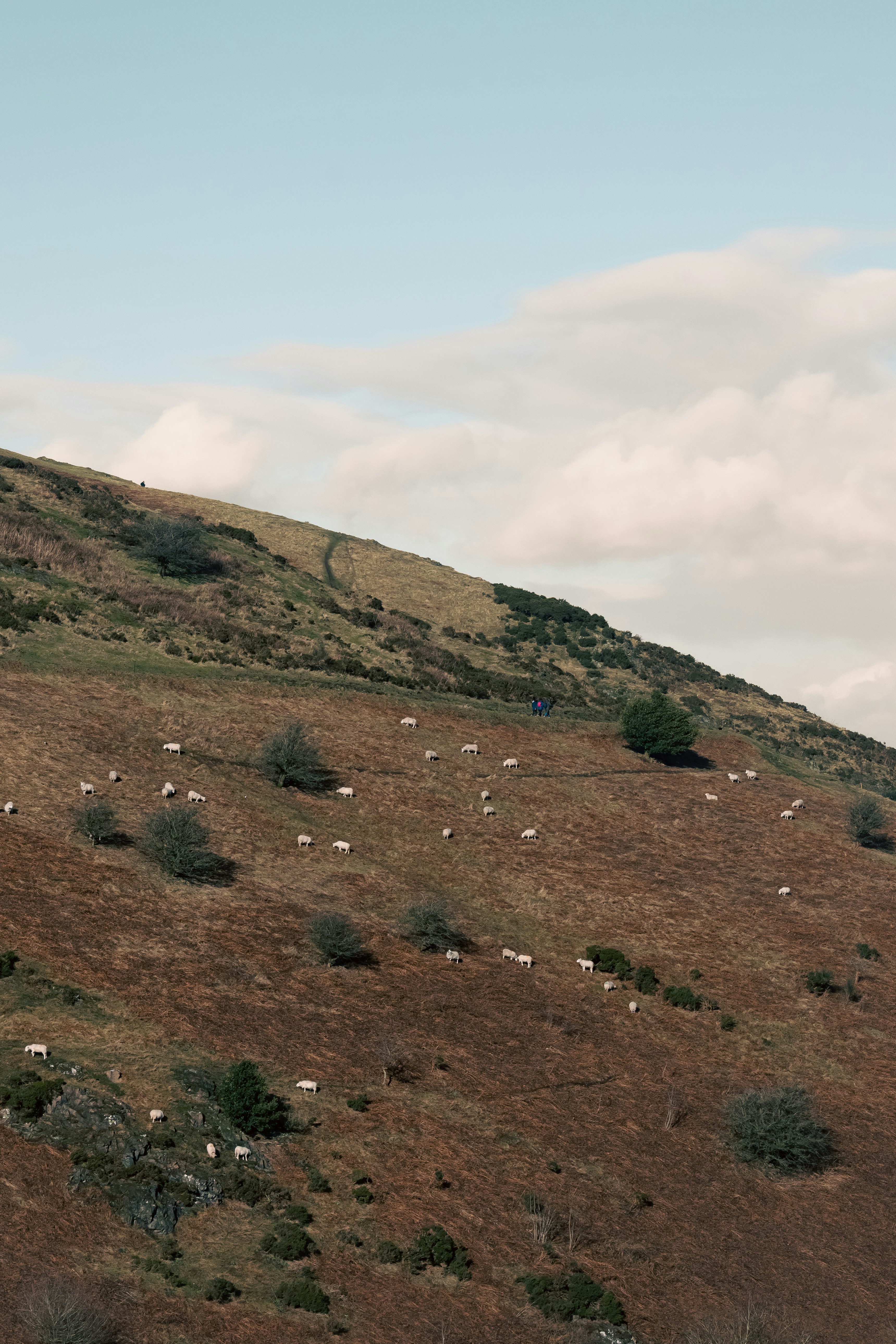 Herded Quiet: Sheep Dot the Sloping Moor Under a Wide Sky