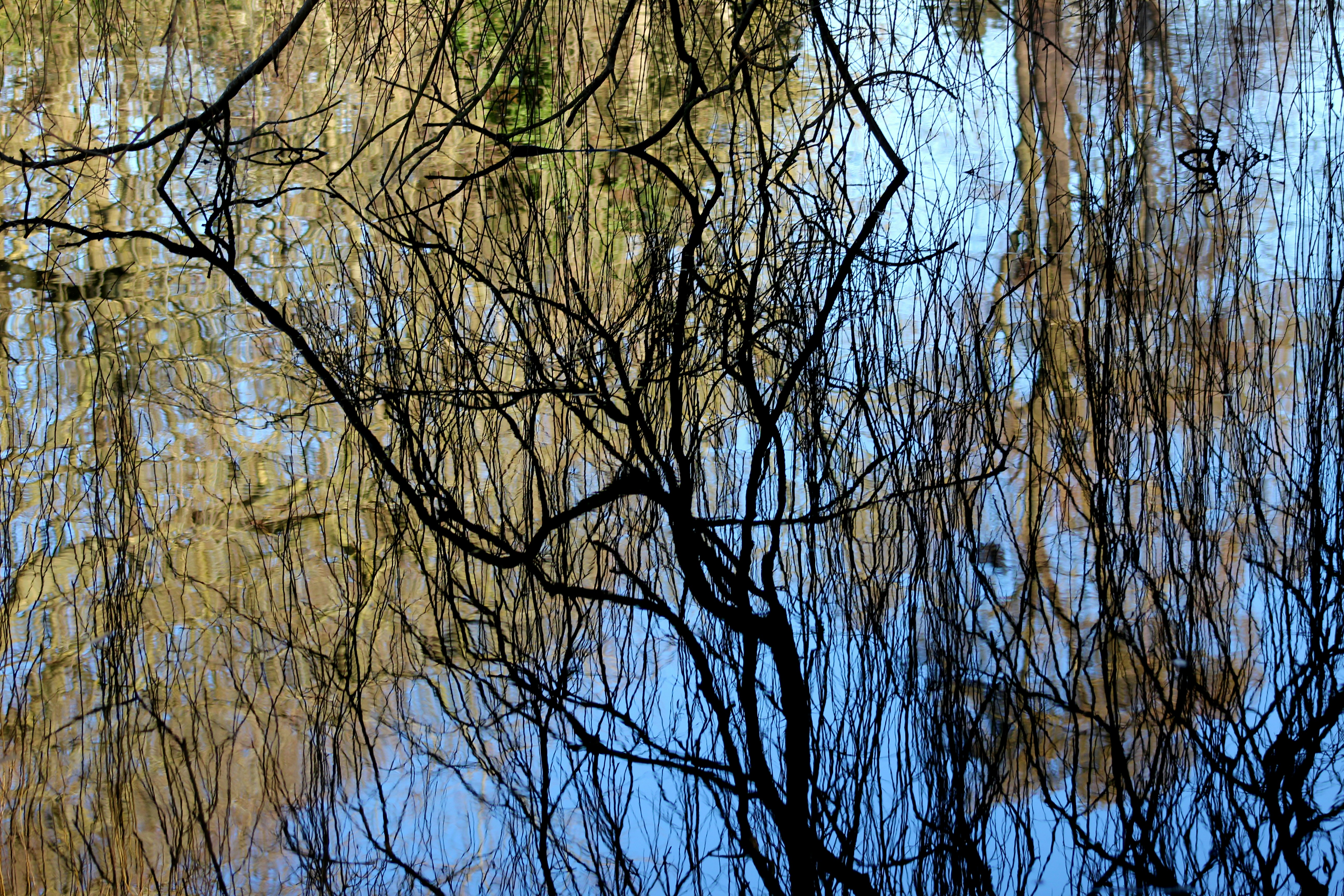 Reflections of trees in the water's surface. photo – Free Water Image ...