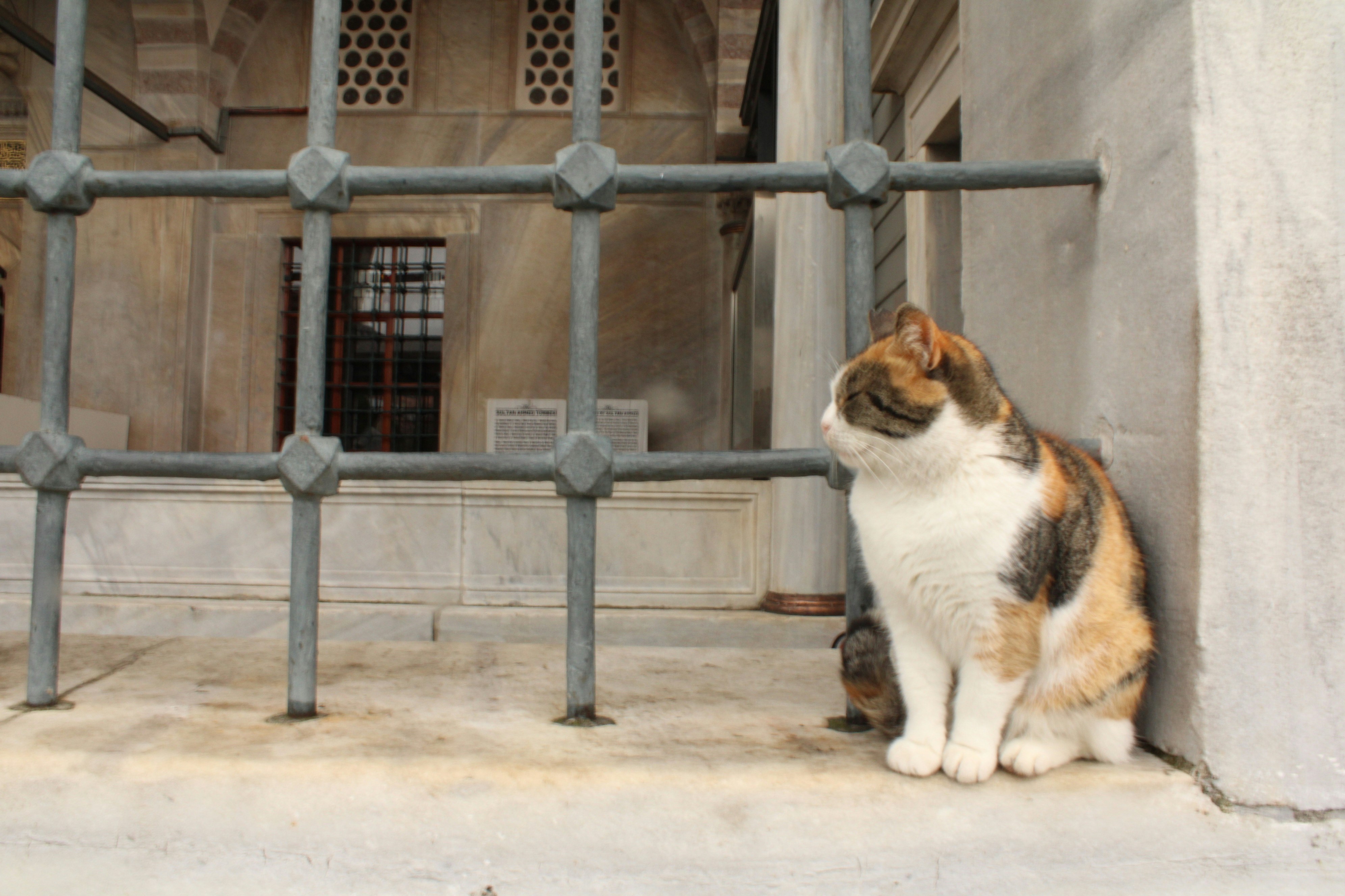 Calico Sentinel by Weathered Rails