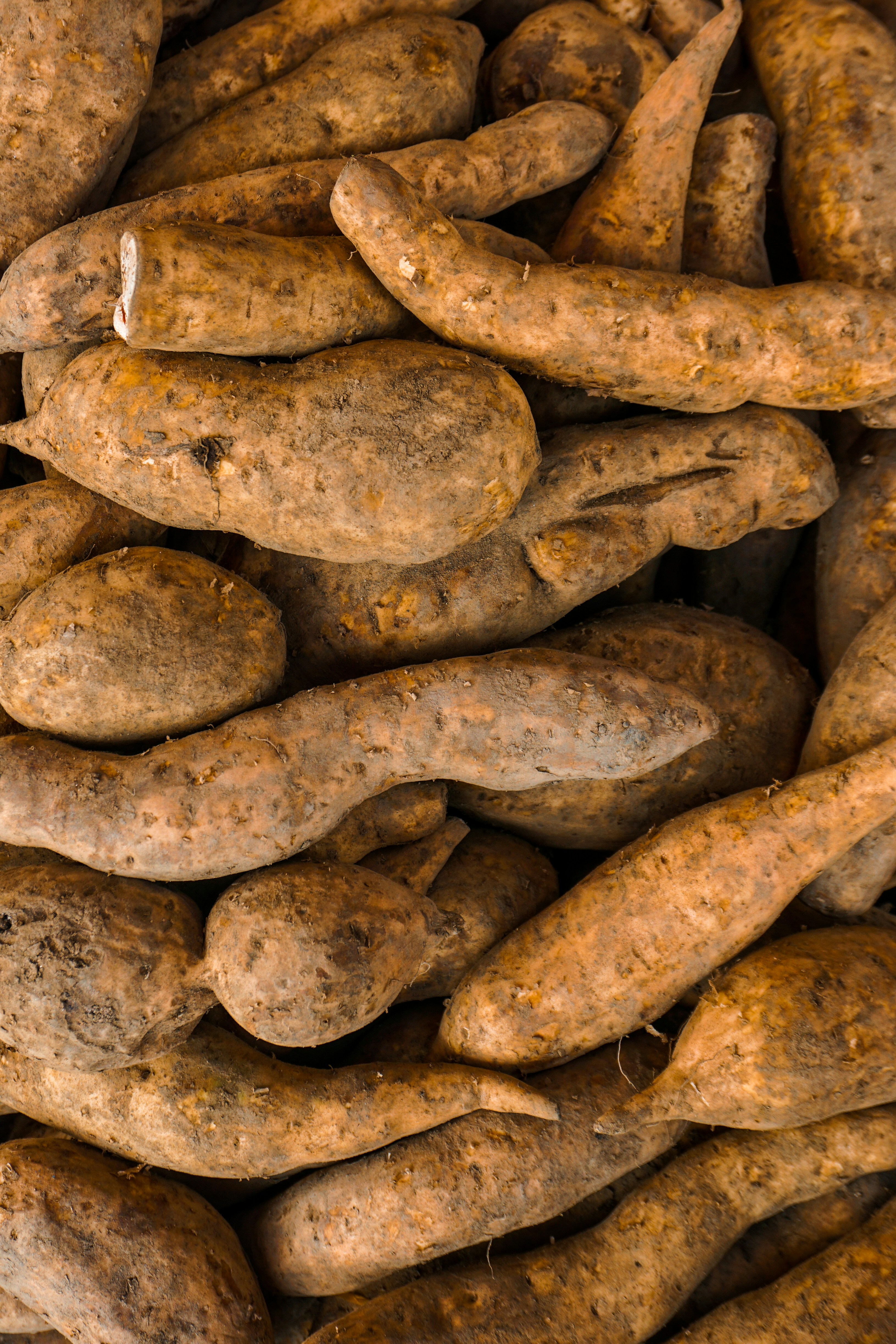 Close-up of a pile of freshly harvested sweet potatoes with textured skin.
