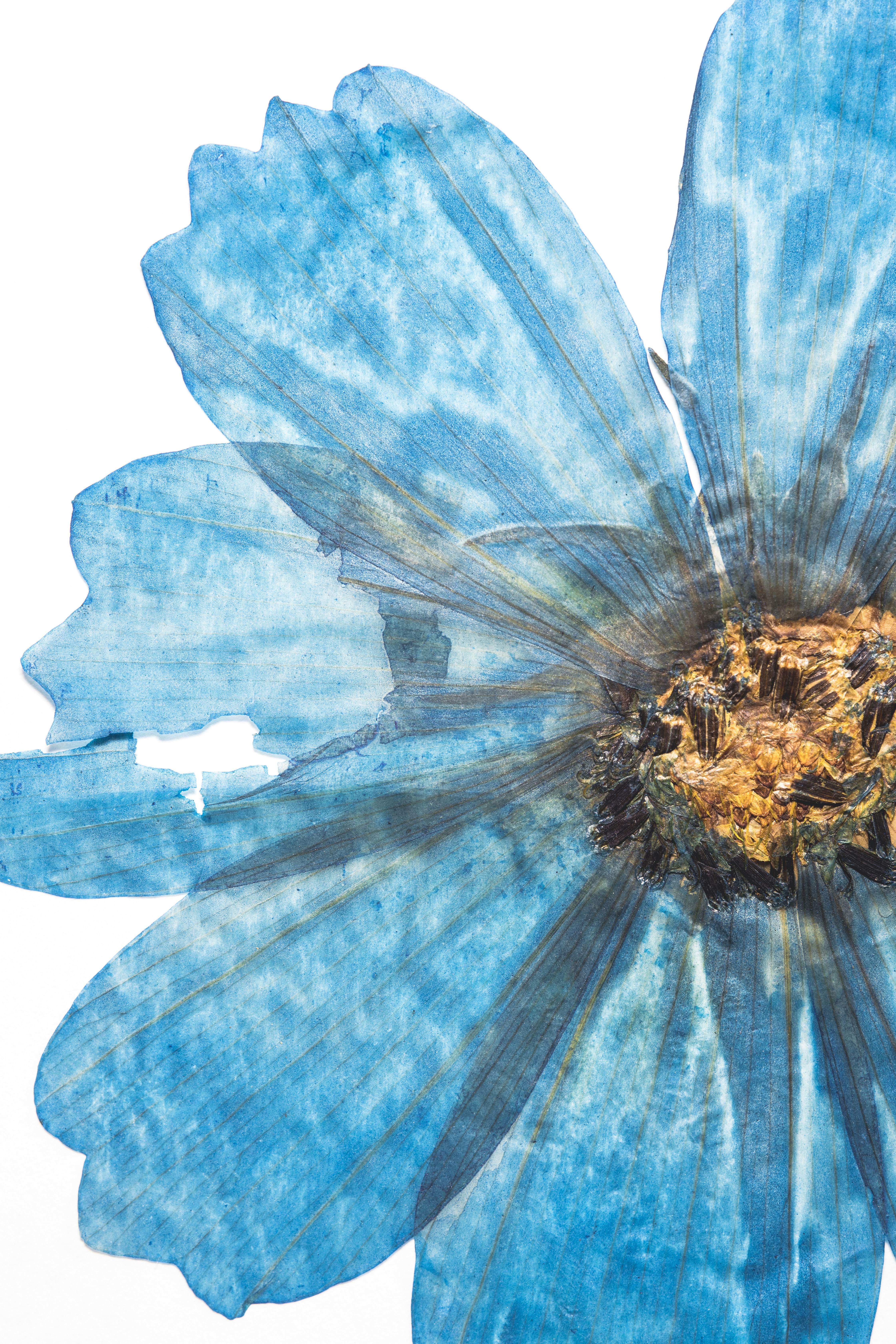 A delicate, translucent blue flower petal. photo – Free Flower Image on ...