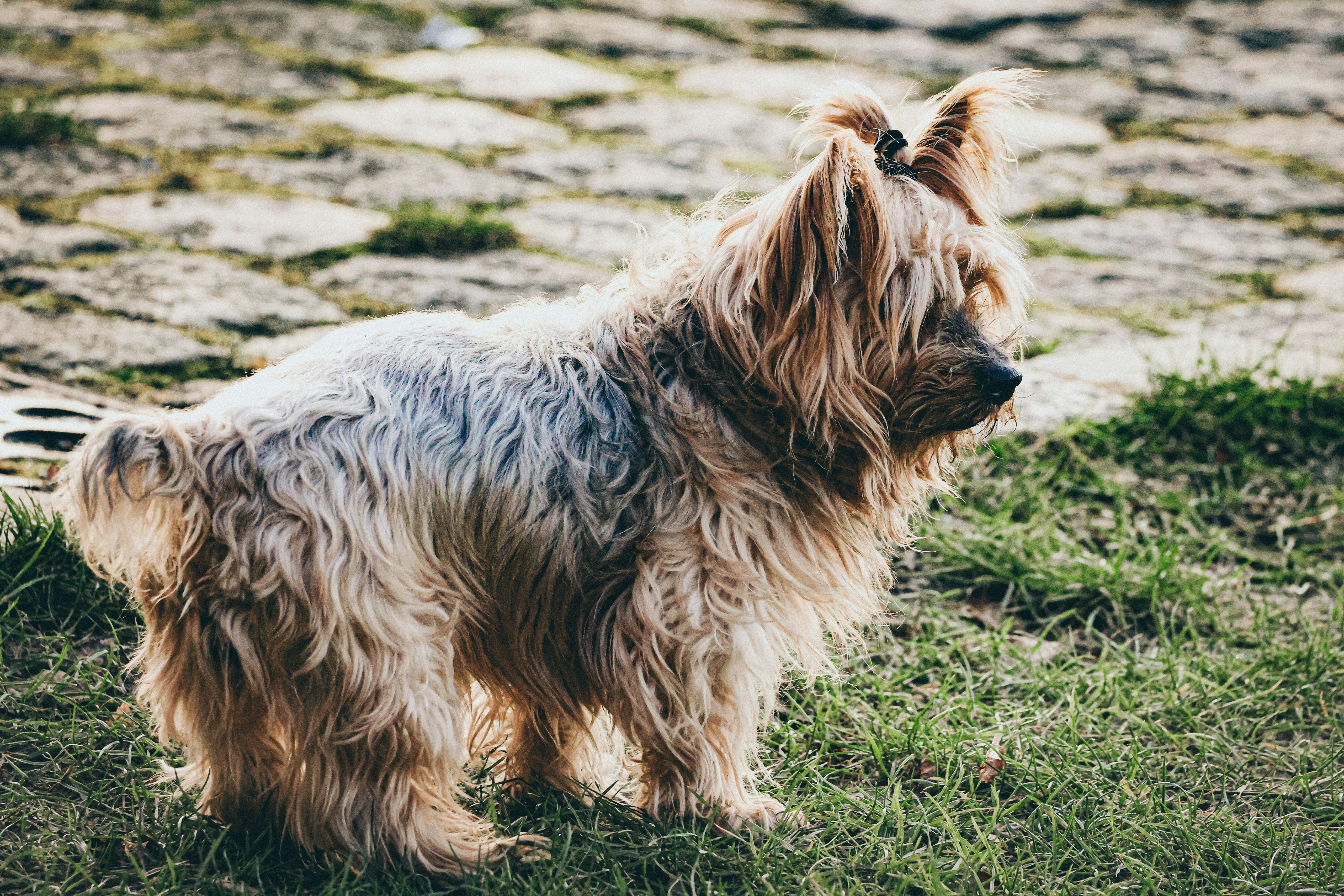 A cute dog stands on grass and pavement. photo – Free Dog Image on Unsplash