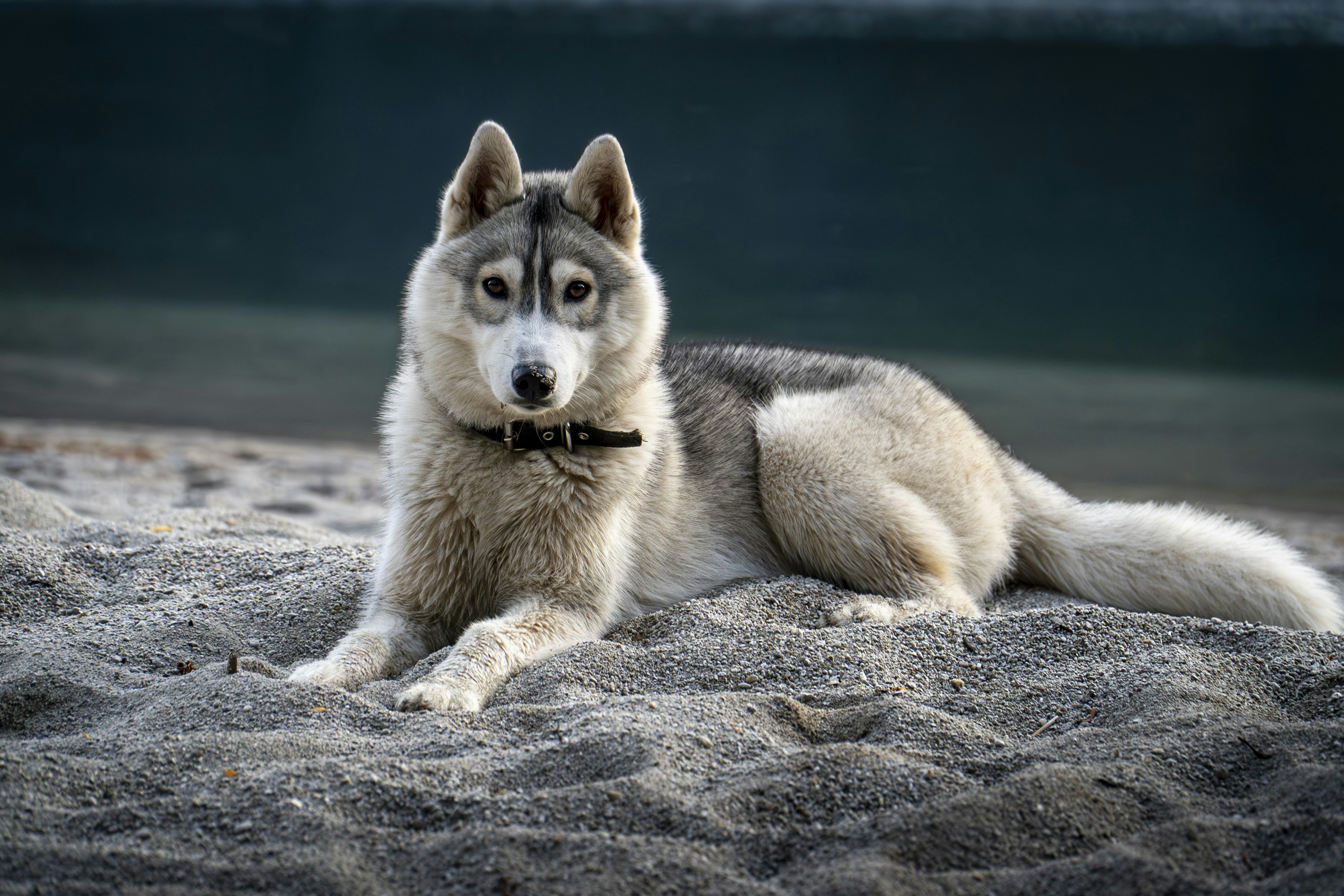 A beautiful husky dog is lying on sand. photo – Free Dog Image on Unsplash