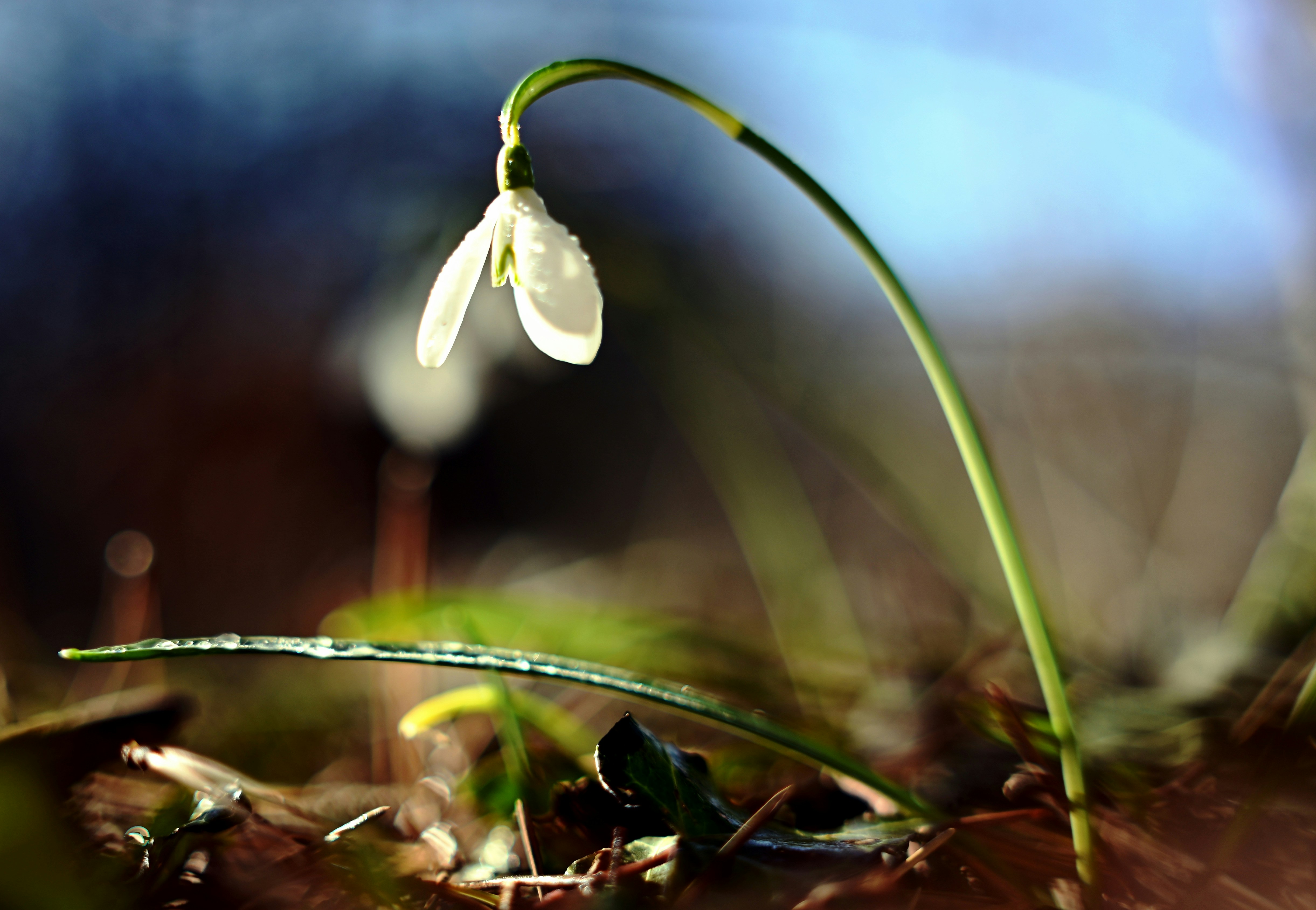 A delicate snowdrop blooms in early spring. photo – Free Flower Image ...