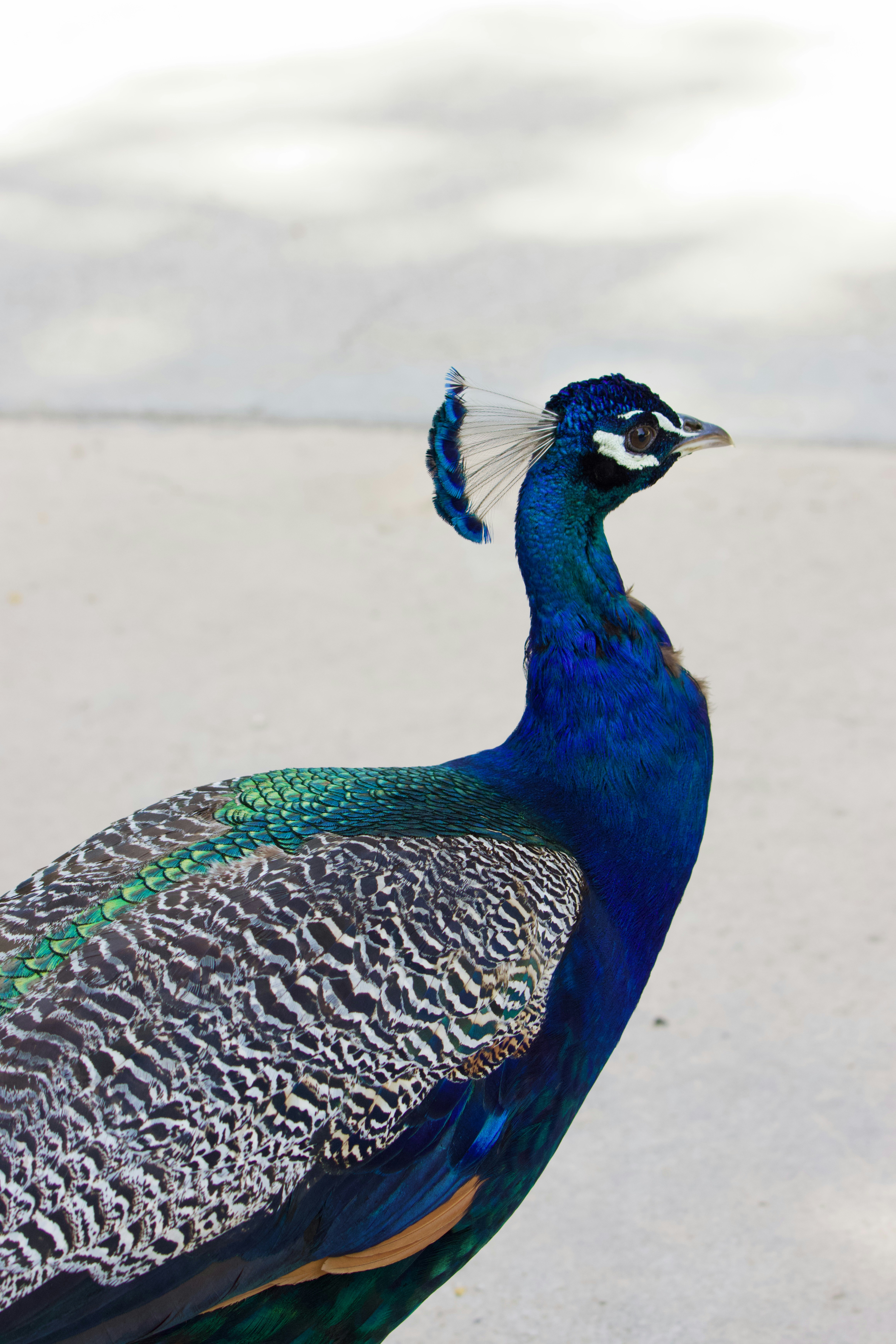 Iridescent Sentinel on Sand: A Peacock’s Quiet Profile
