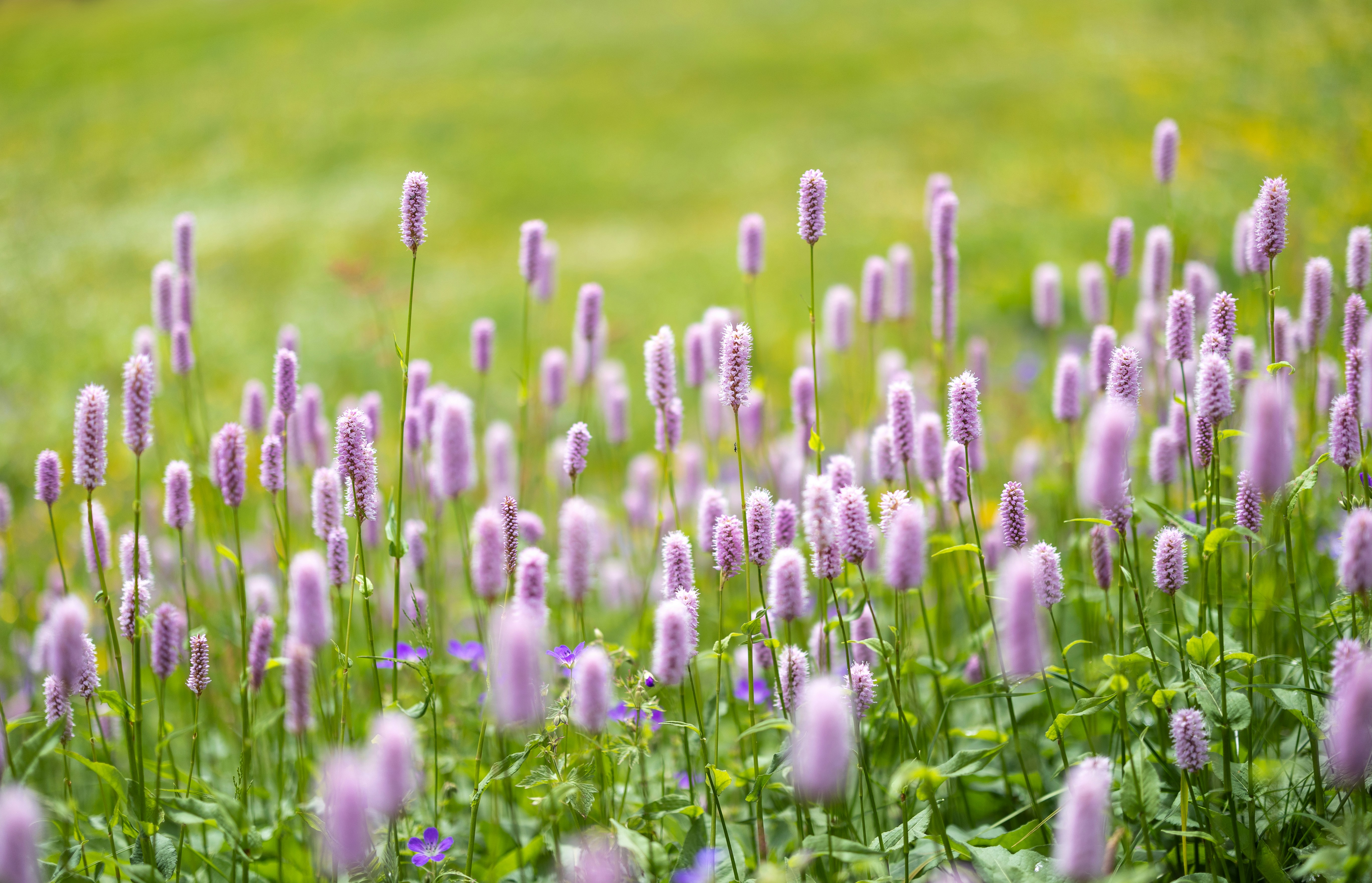 Lavender flowers swaying in a lush green meadow under soft sunlight.