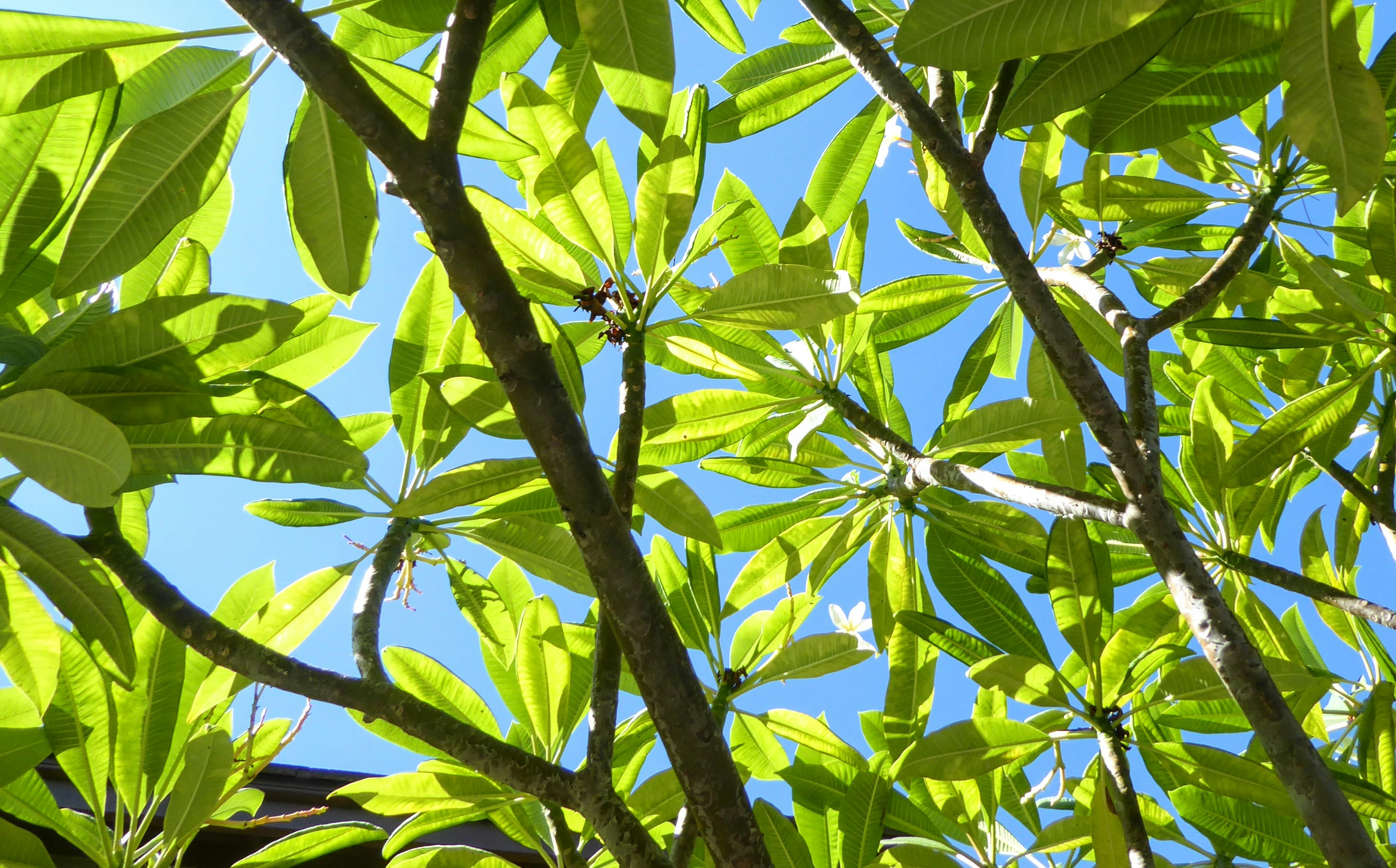 Green tree leaves and branches against a blue sky. photo – Free Green ...