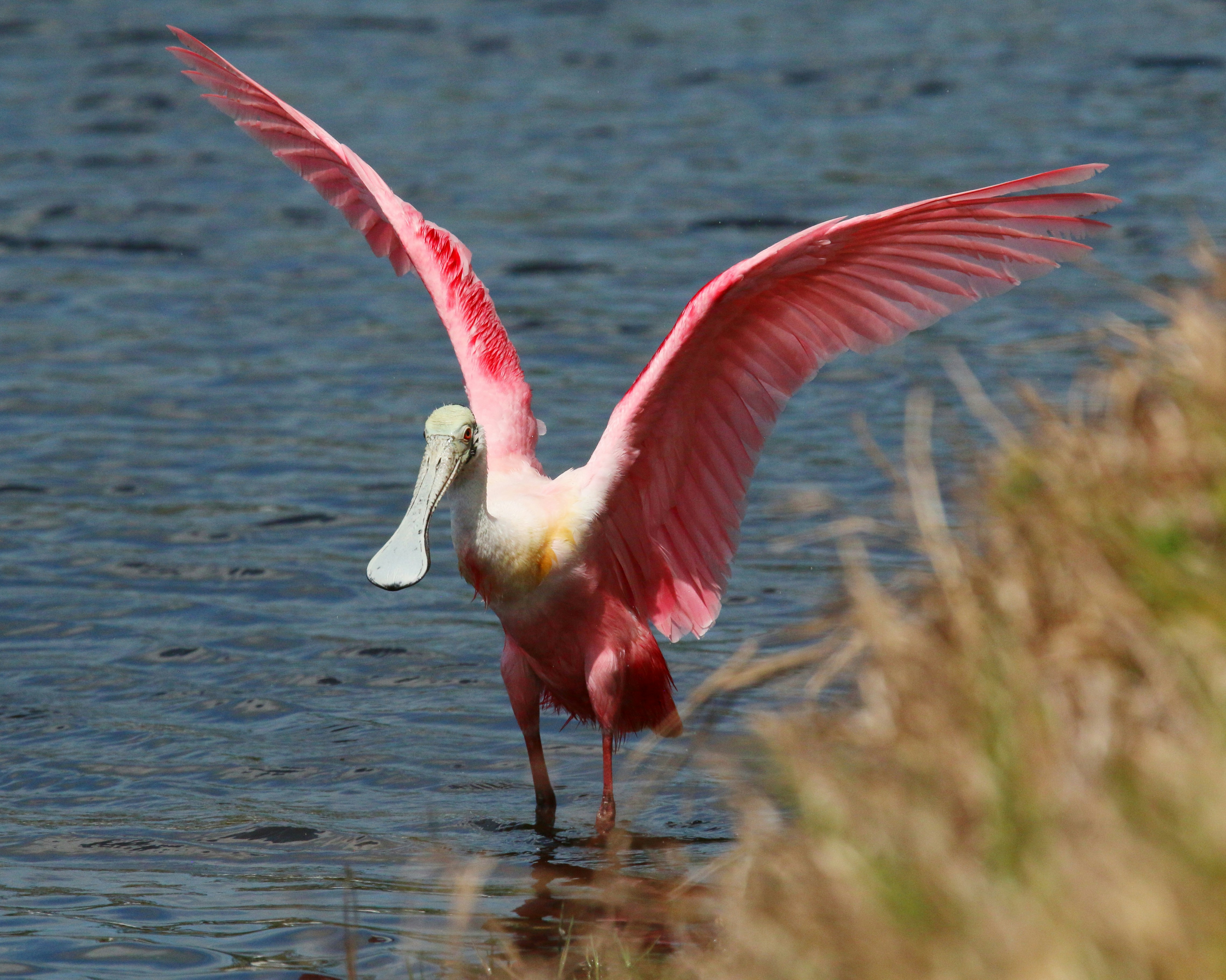 Roseate Spoonbill's Graceful Landing