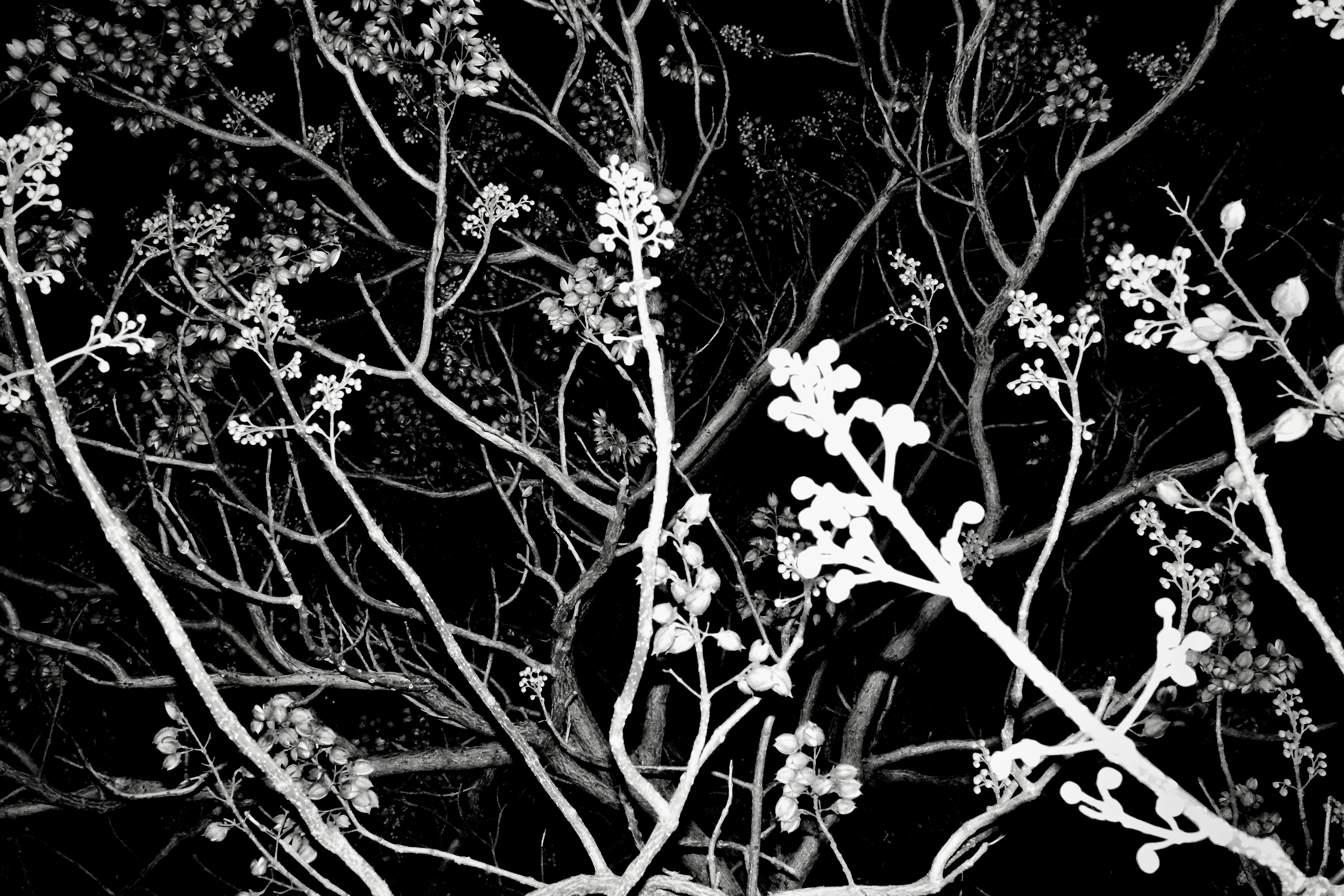 Intricate branches and buds form a complex pattern against a dark sky in a monochrome palette.