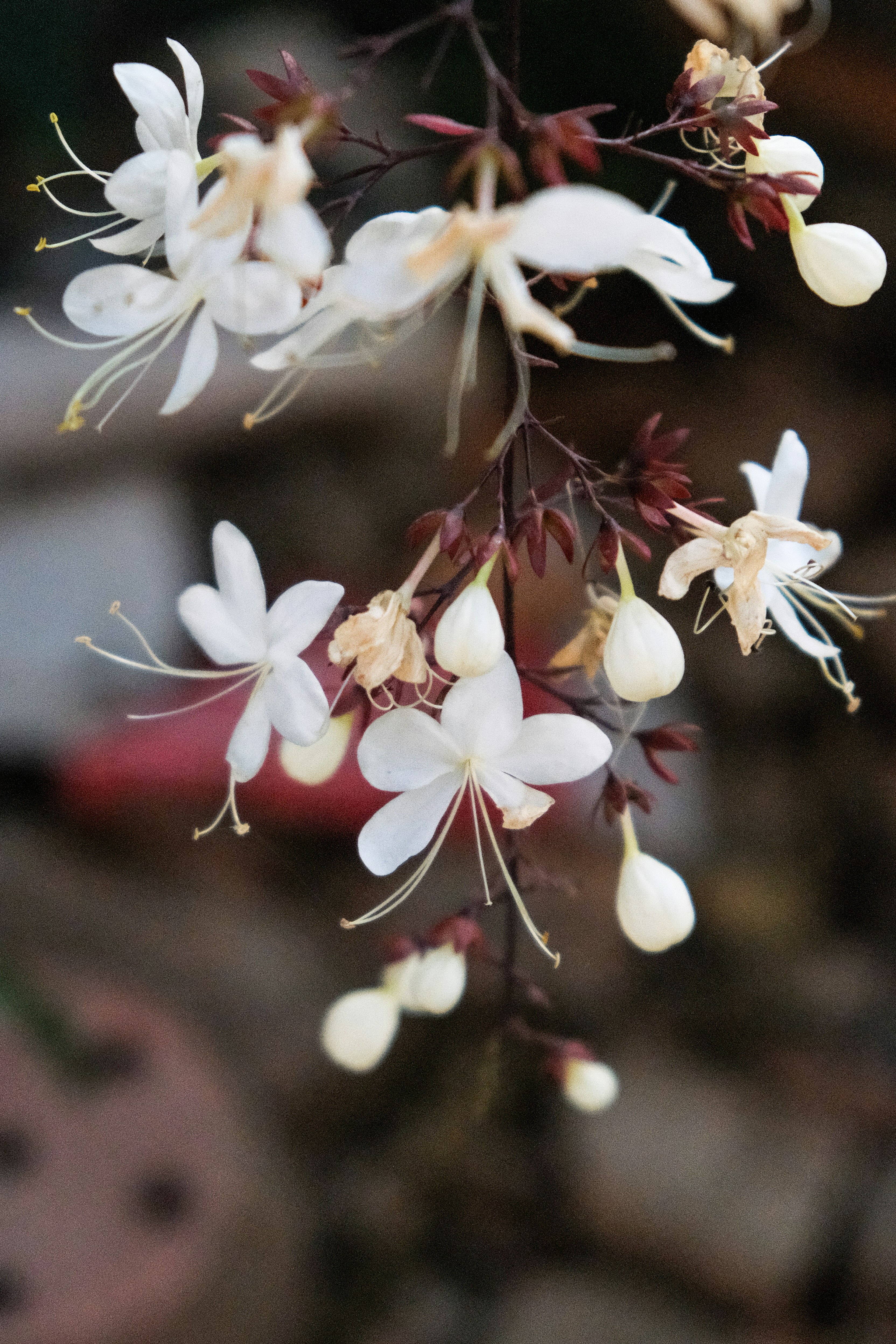 Whispering White Blooms: a close-up study of delicate petals against a soft backdrop