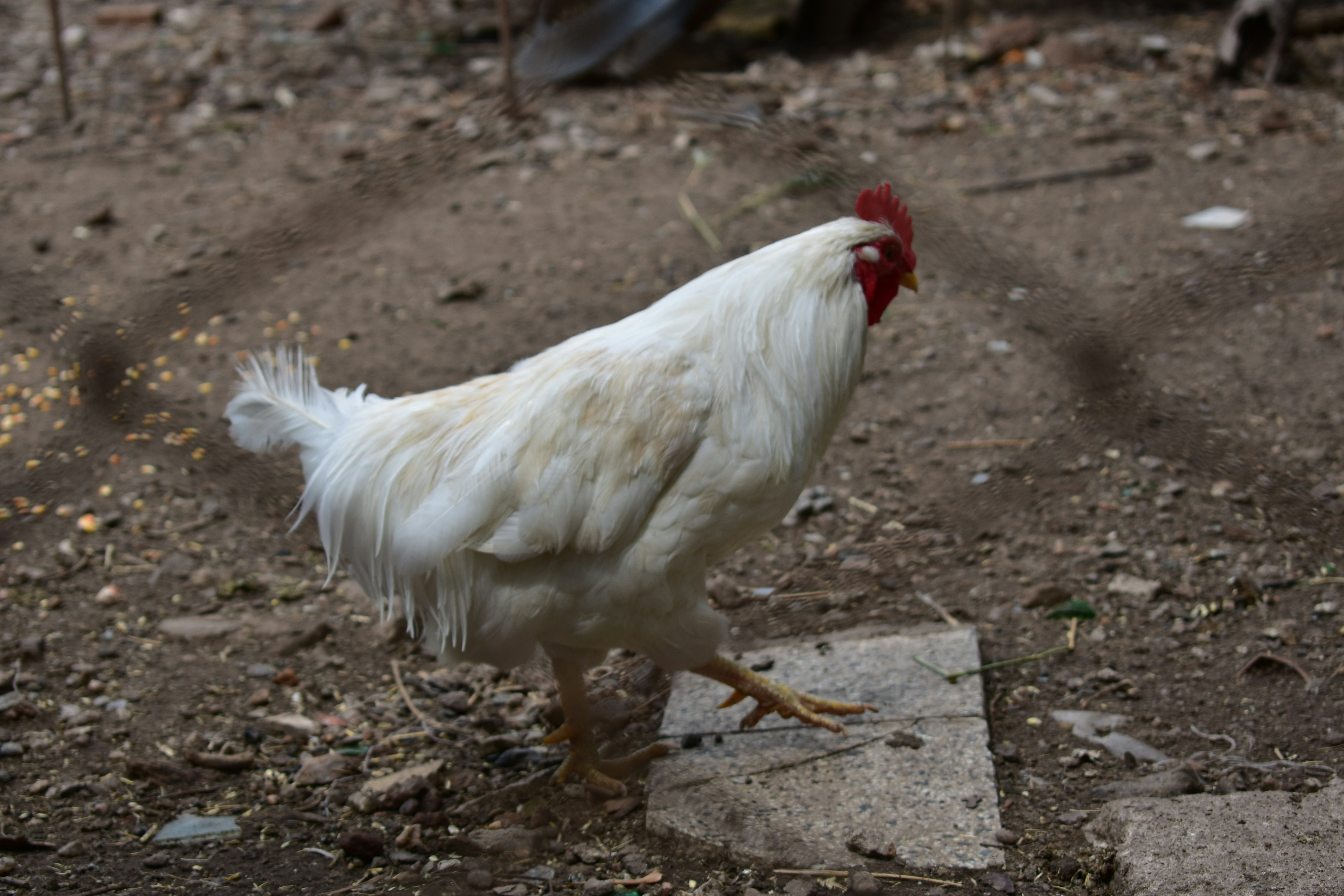 Chicken 65 Pictures | Download Free Images on Unsplash