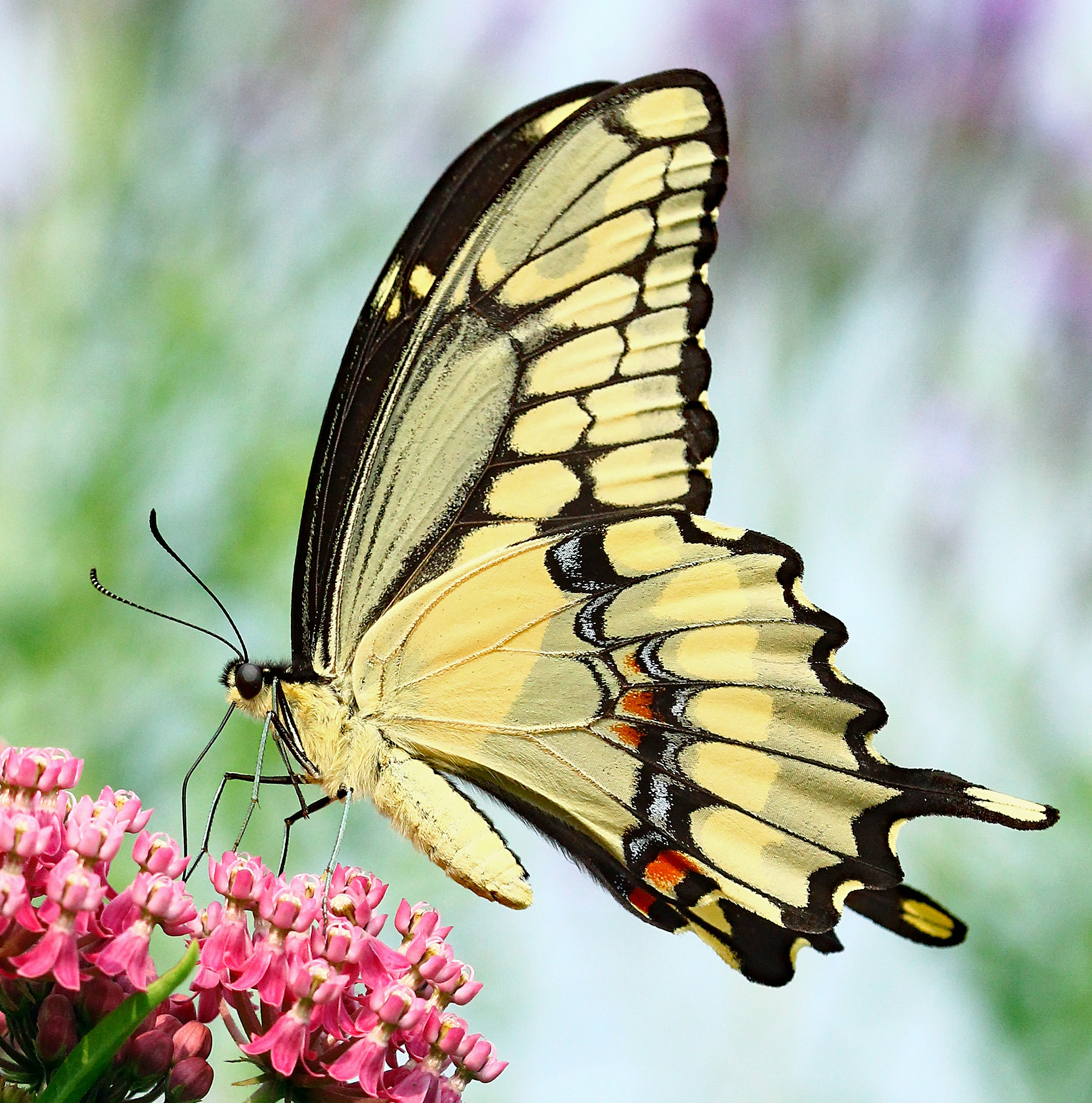 A beautiful yellow butterfly on a flower. photo – Free Butterfly Image ...