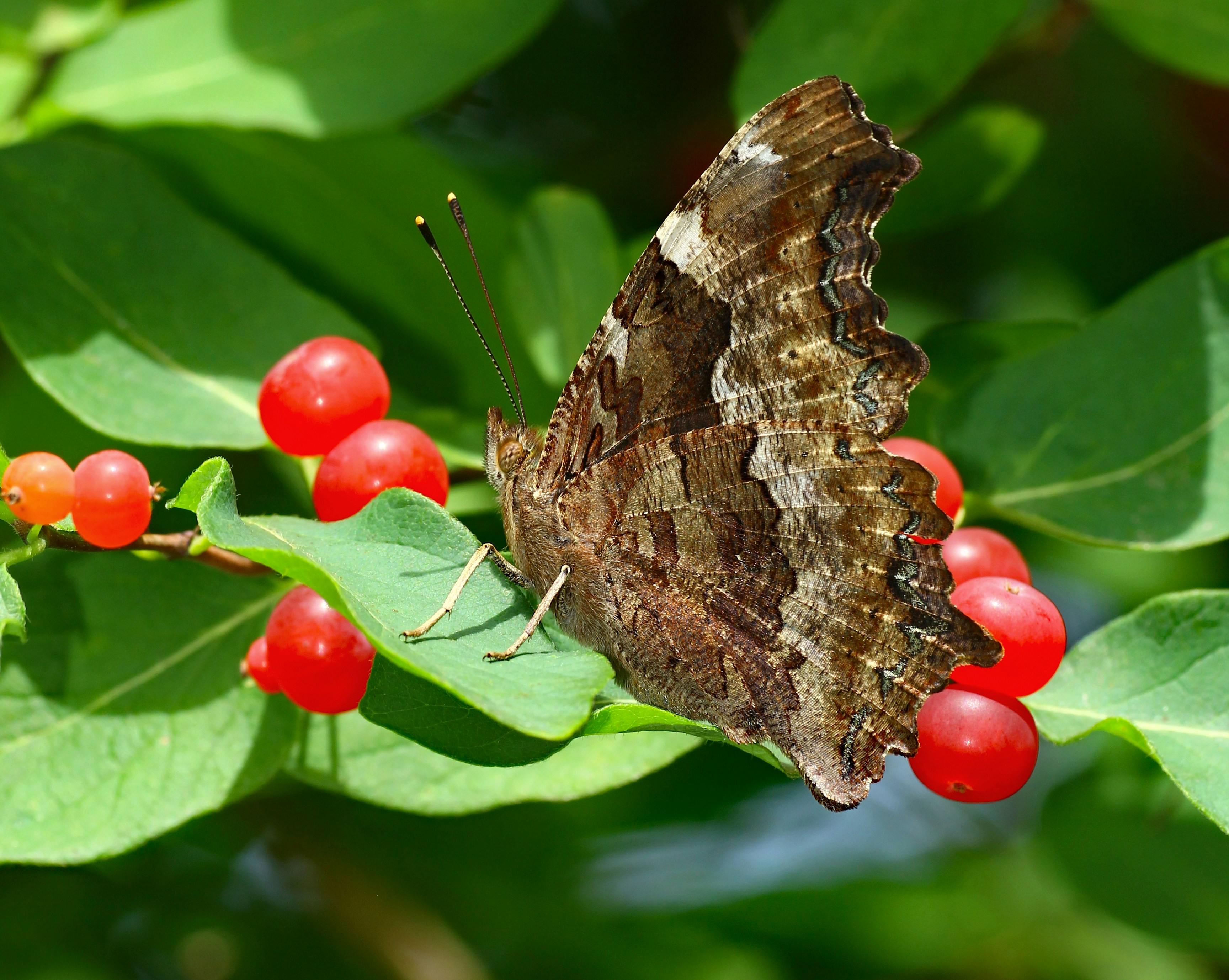 Nature's Palette: Tortoiseshell Amidst Scarlet Berries