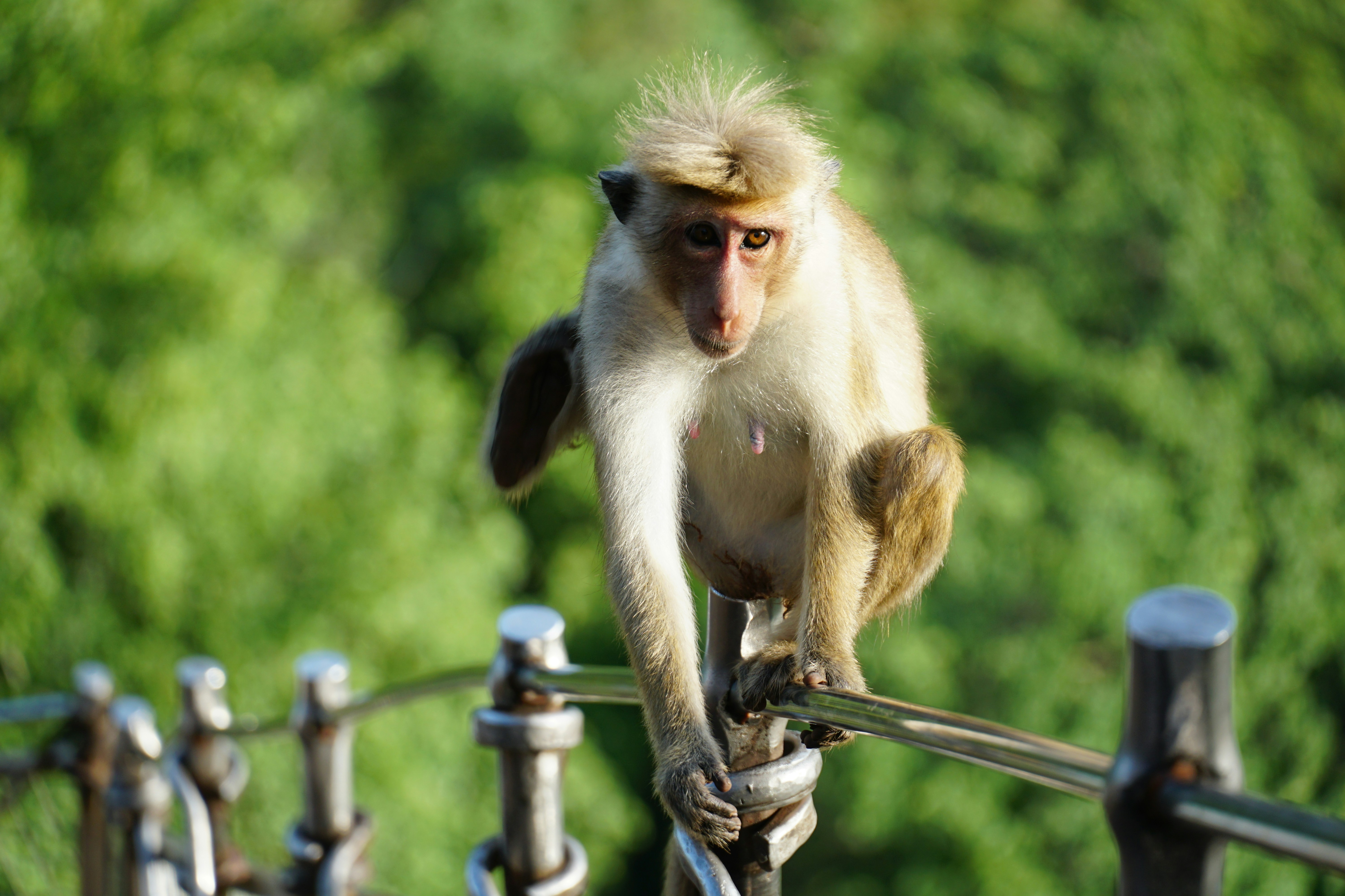 Toque macaque perched on a wire fence against a lush green backdrop.