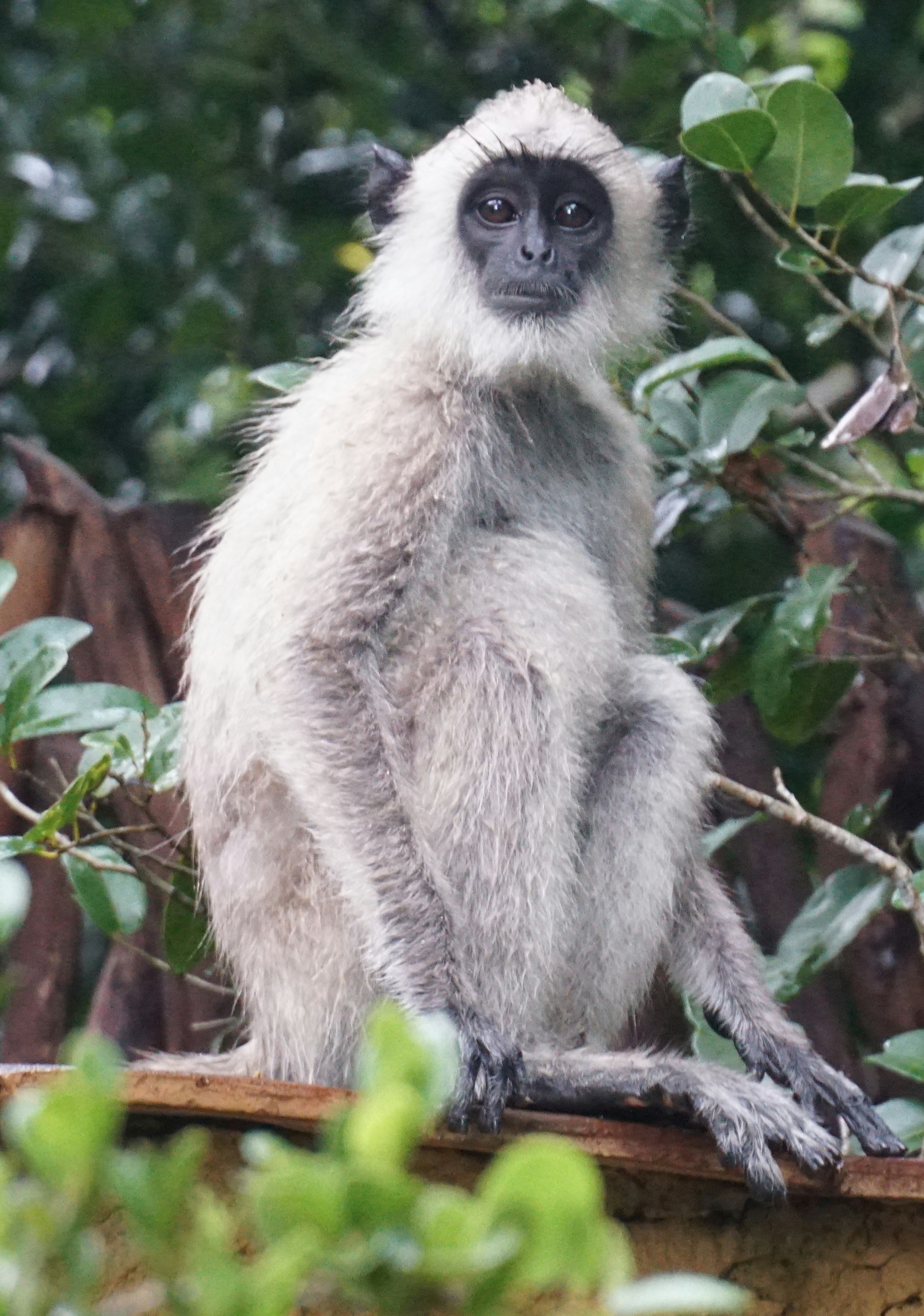 Moneky Pictures | Download Free Images on Unsplash