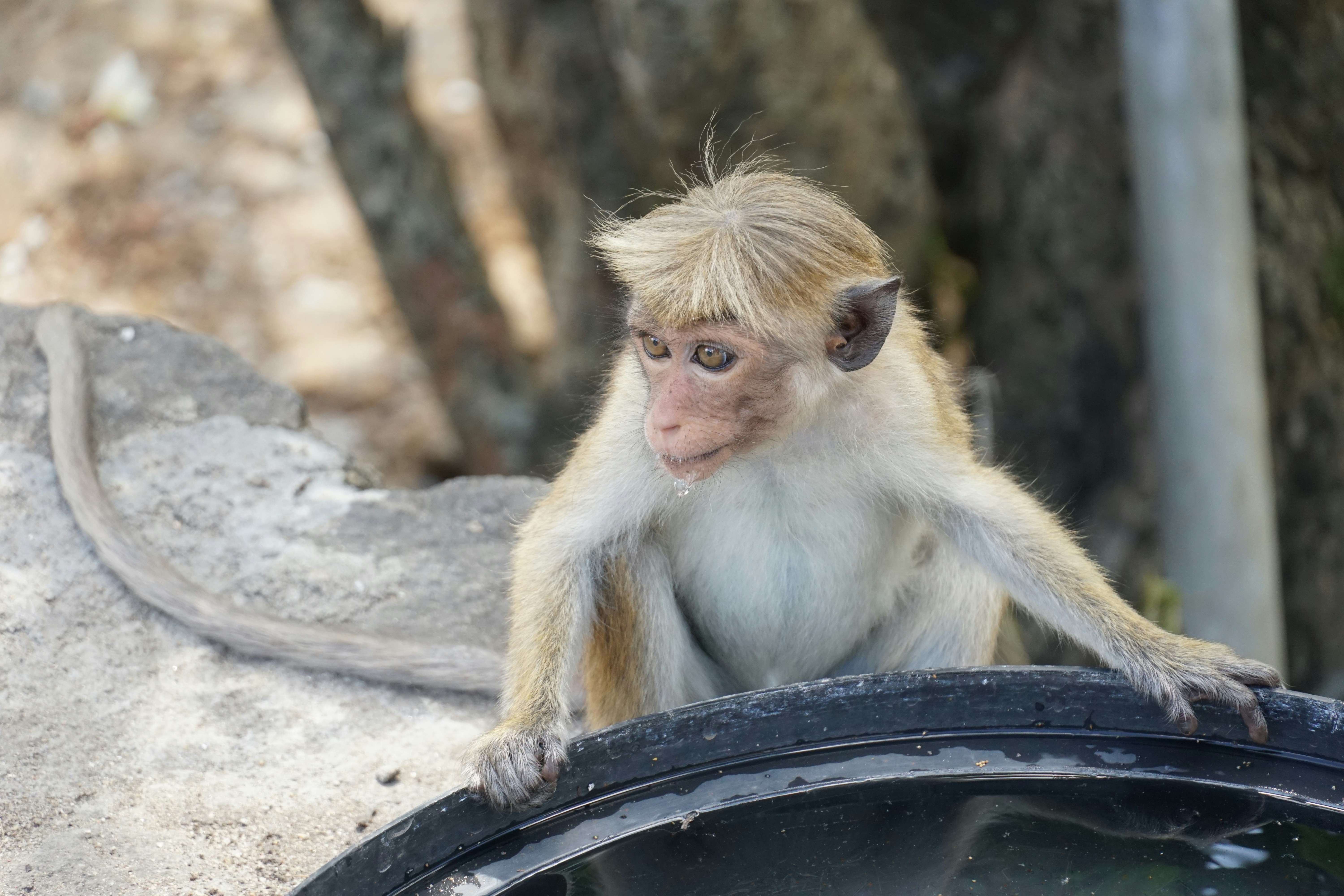Contemplative Monkey by the Water's Edge