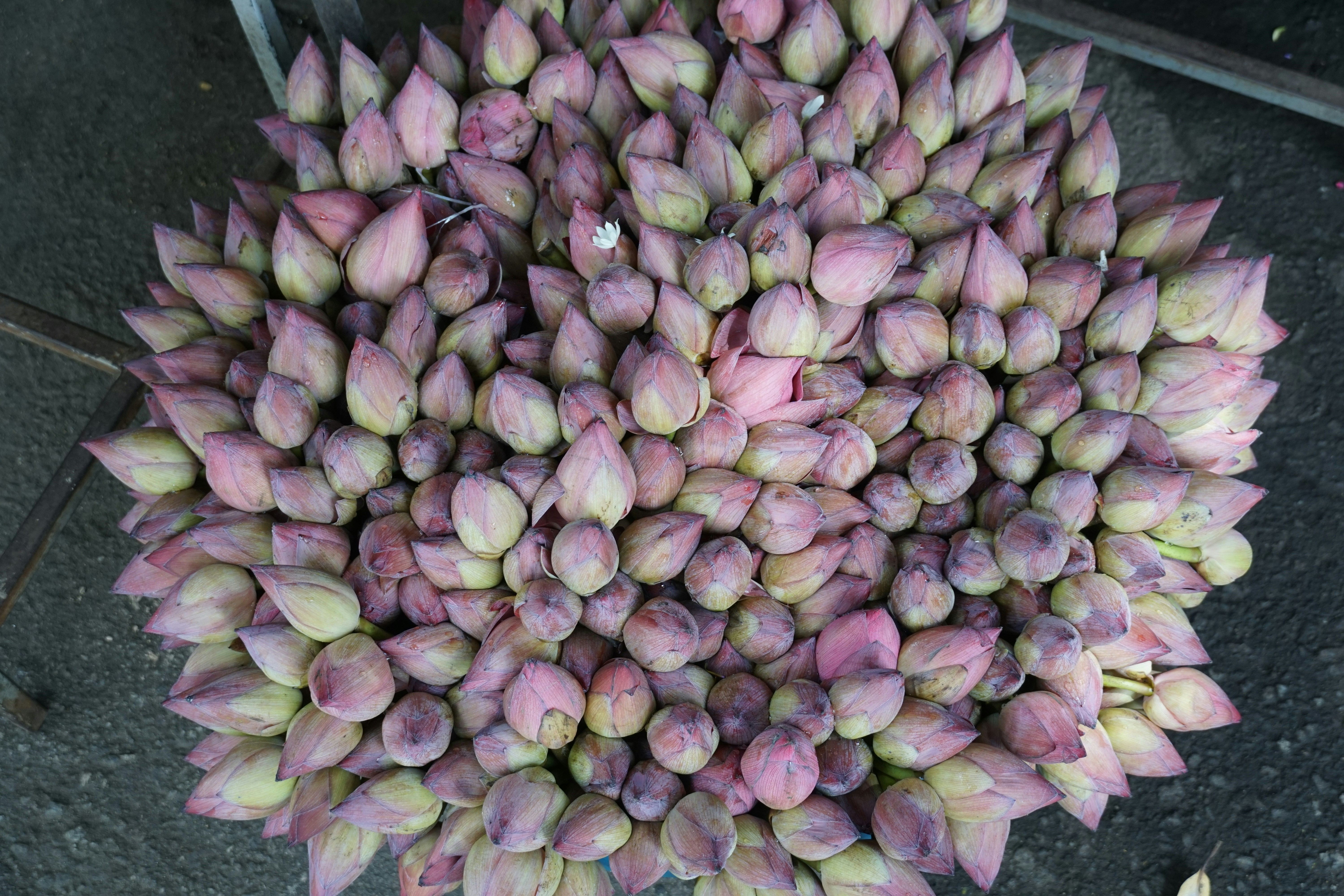 Symphony of Lotus Buds: Nature's Palette