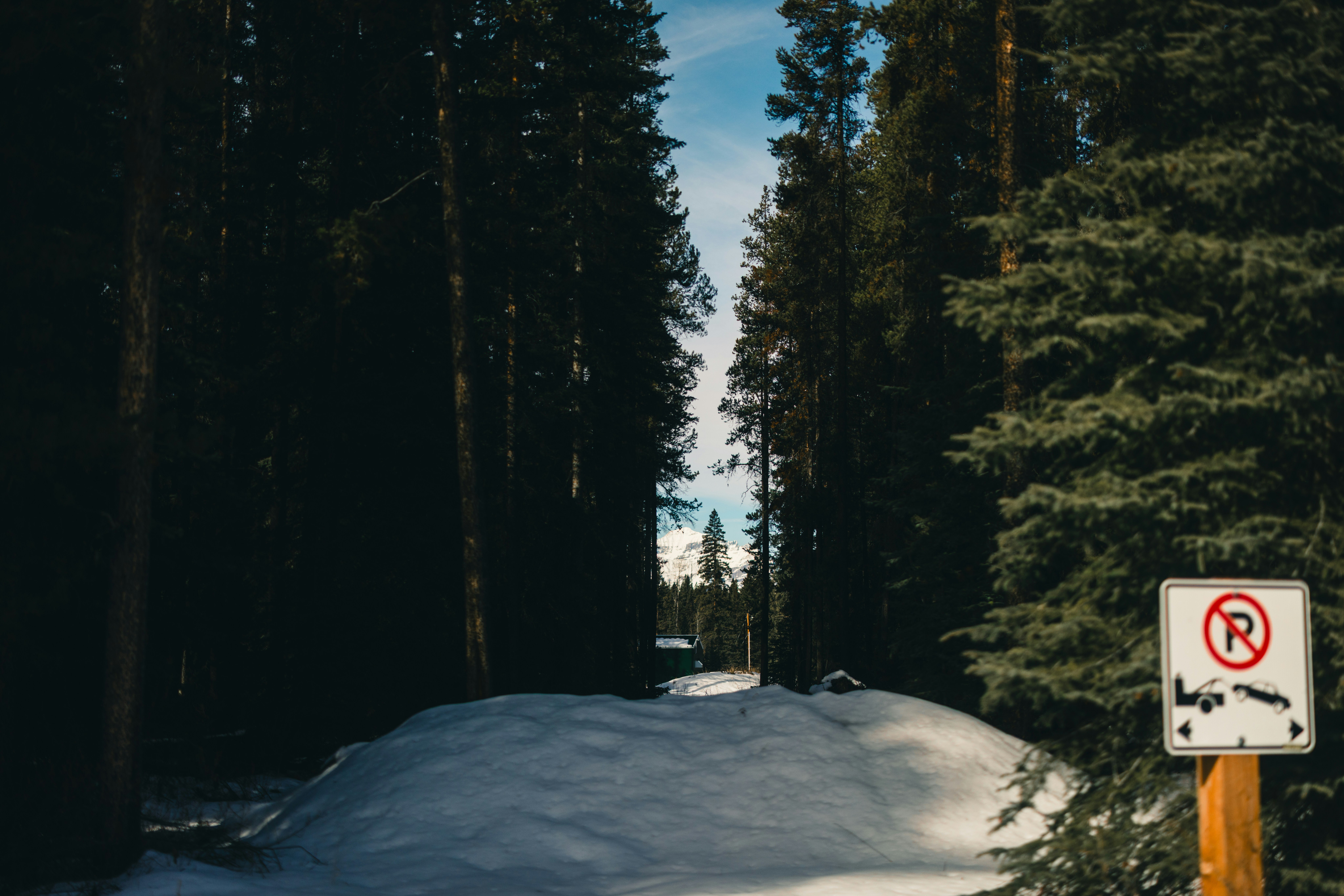 Snow-covered path through dense forest leading towards distant mountains under a clear sky.
