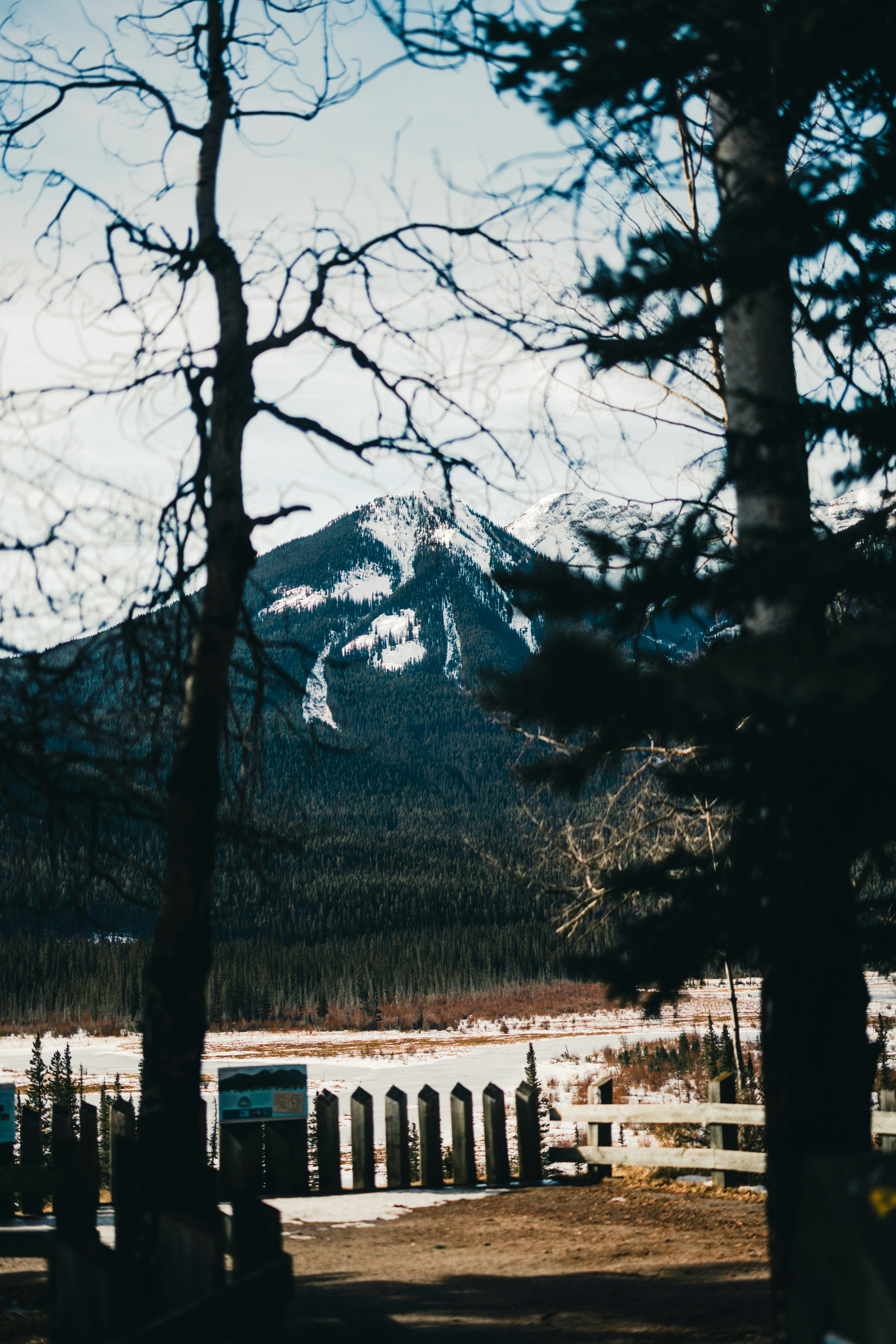 A snow-capped mountain view through trees. photo – Free Forest Image on ...