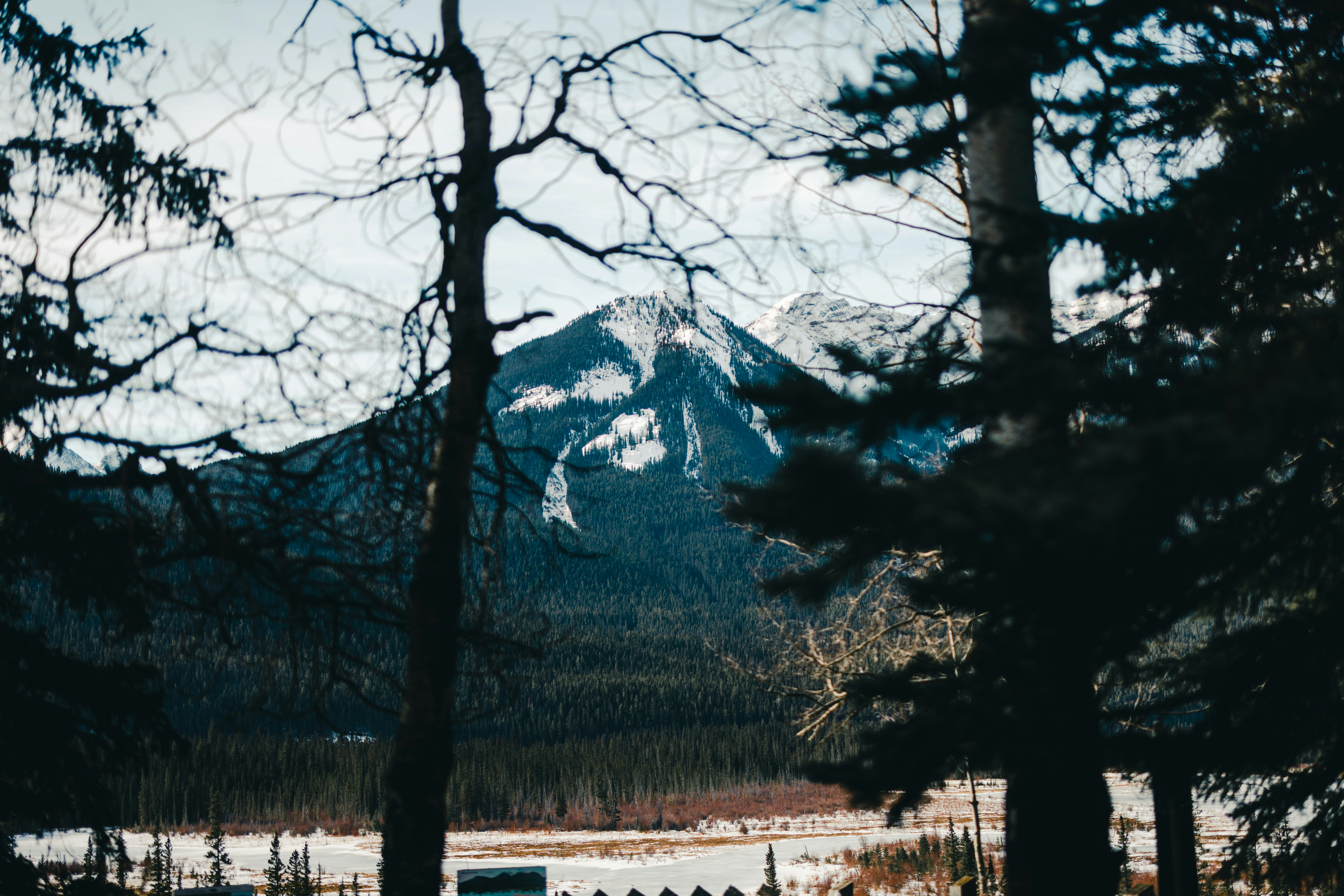 Snow-capped mountain framed by silhouetted trees under a pale sky.