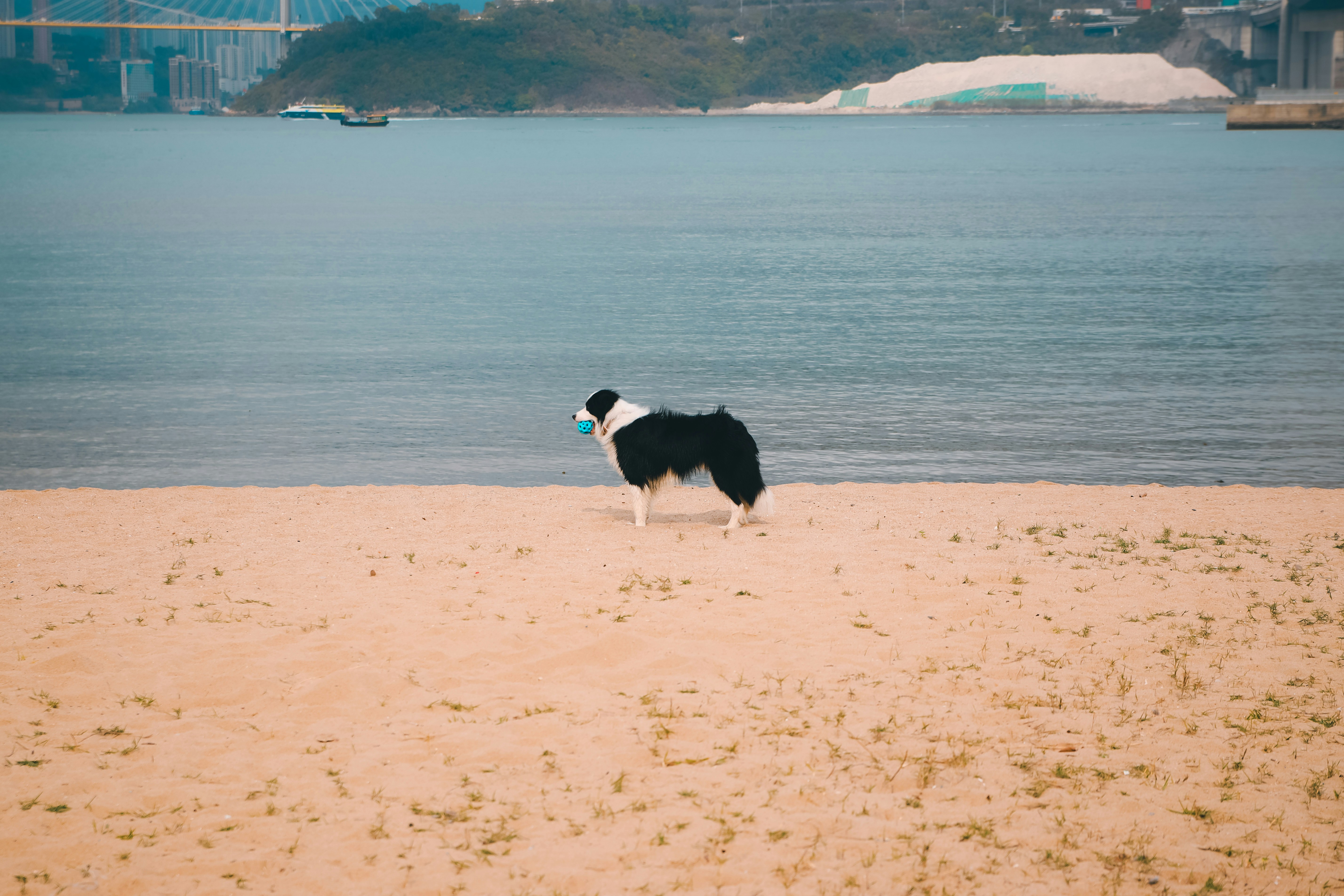 Black and white dog holding a blue ball on a sandy beach with a calm sea in the background.