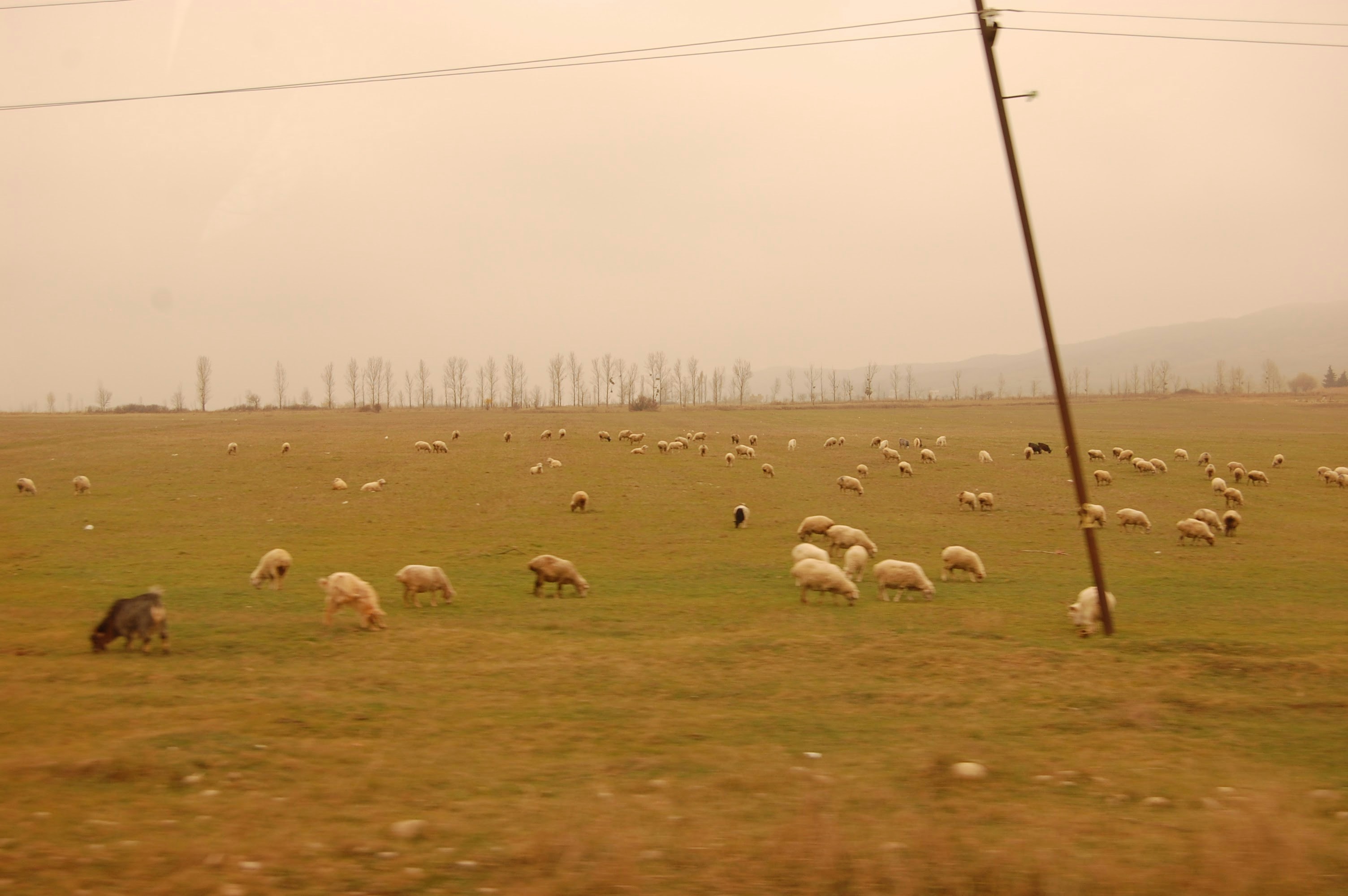 Pastoral Harmony Under Overcast Skies