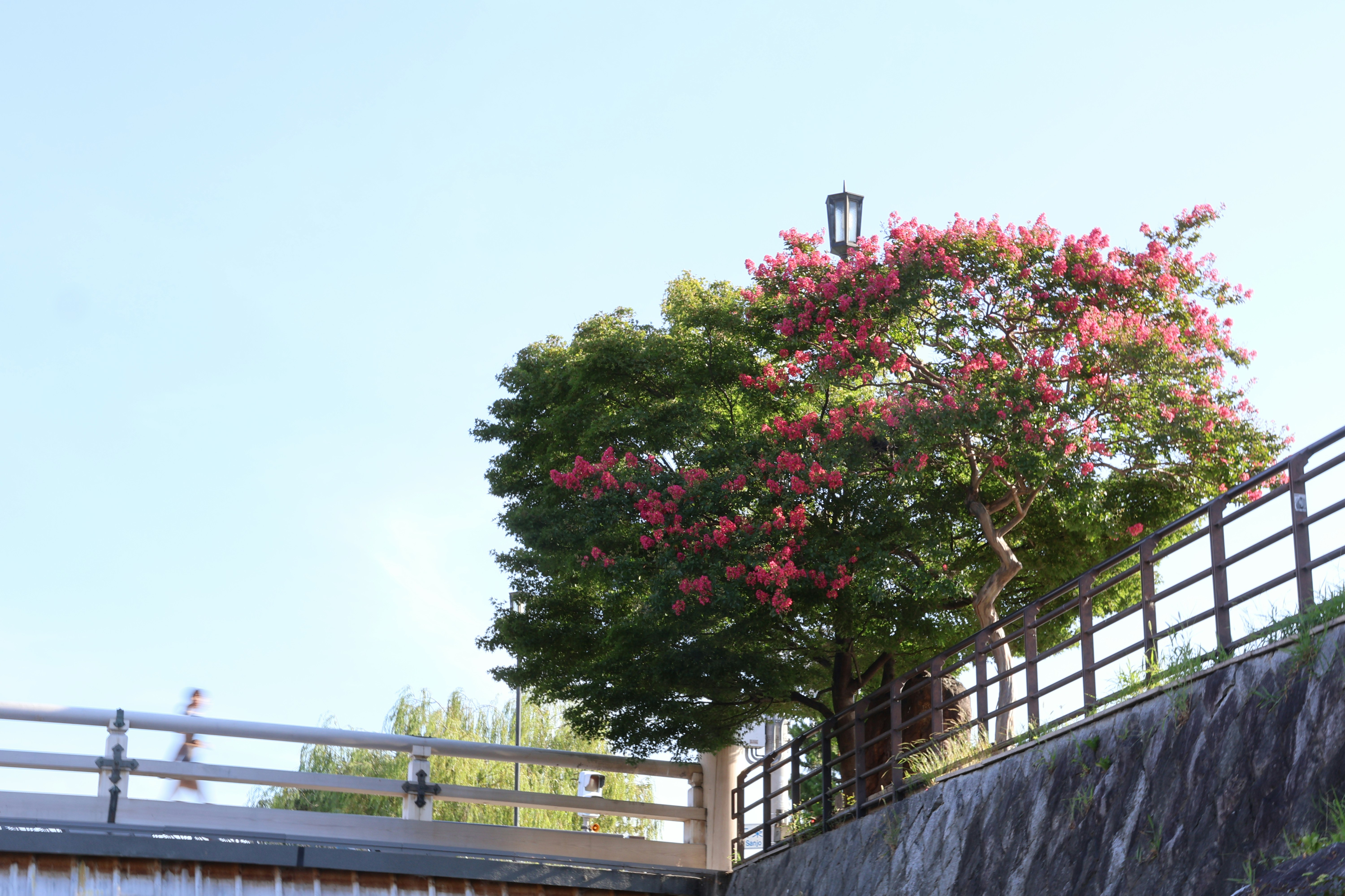 Vibrant pink flowers bloom on a tree beside a pedestrian bridge under a clear blue sky.