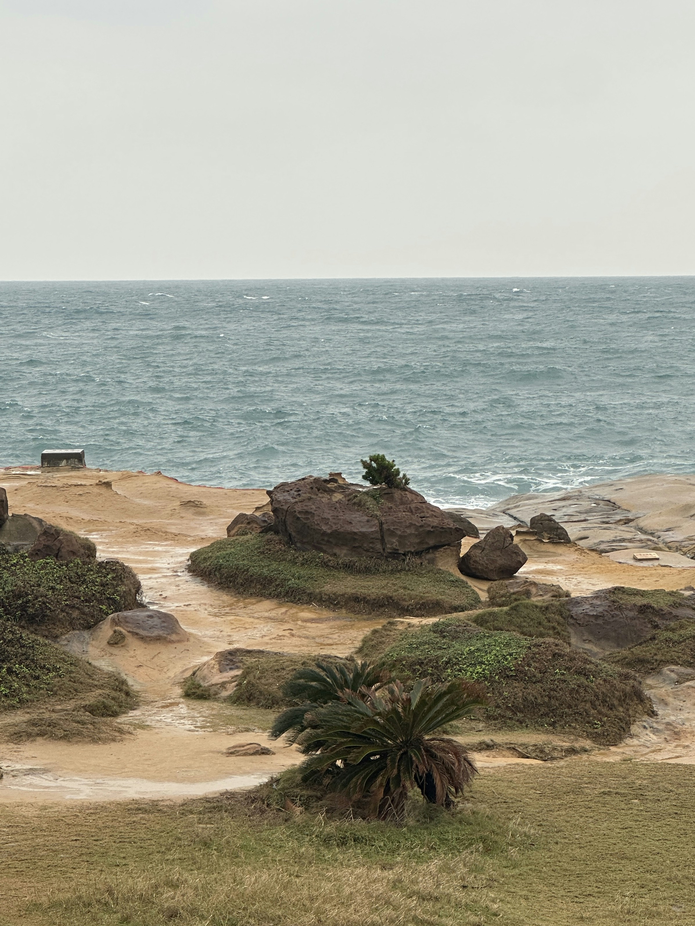 Rocky Seashore Terrace Framed by Palms and a Quiet Horizon