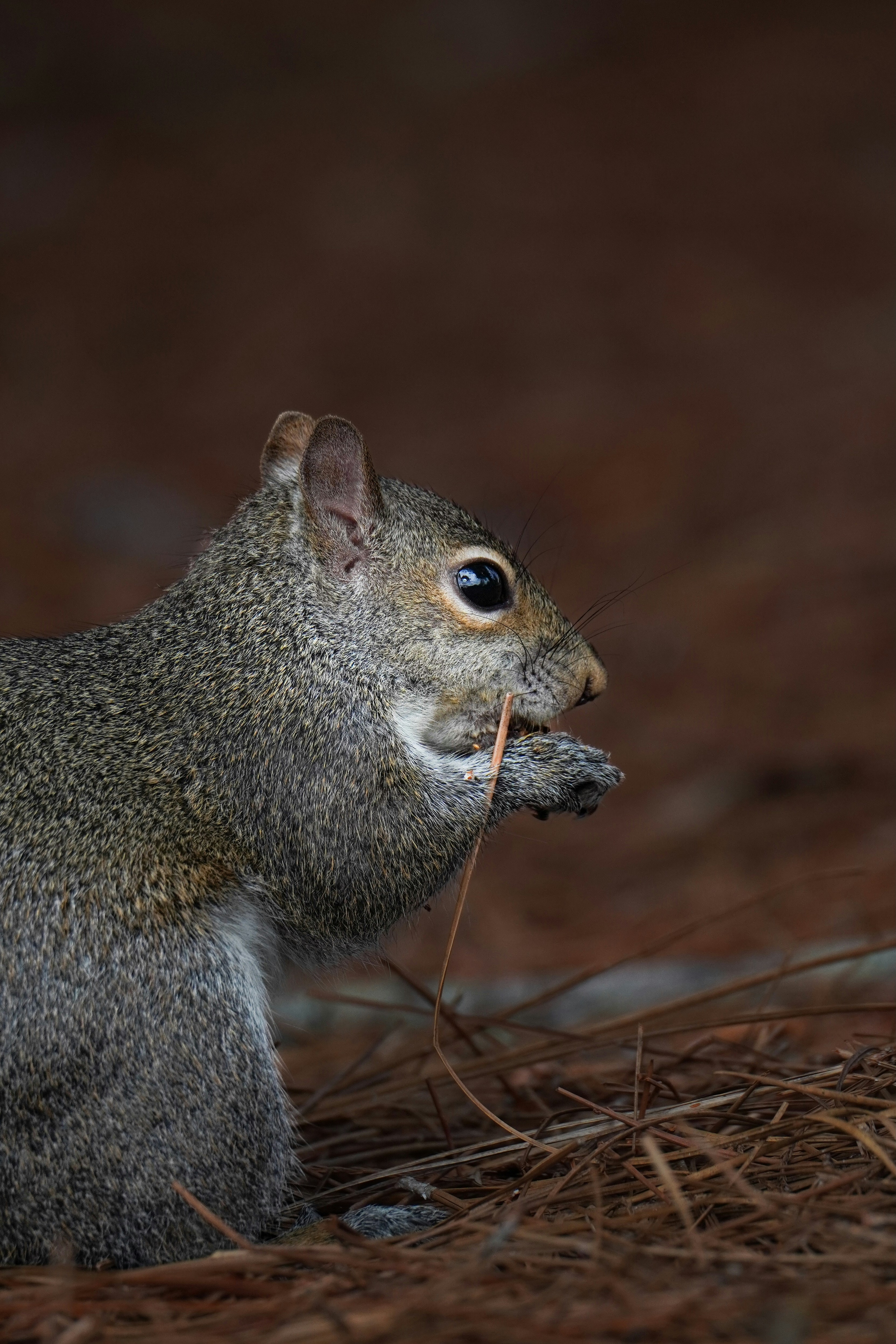 Close-up of a Ground Squirrel Chewing a Pine Needle