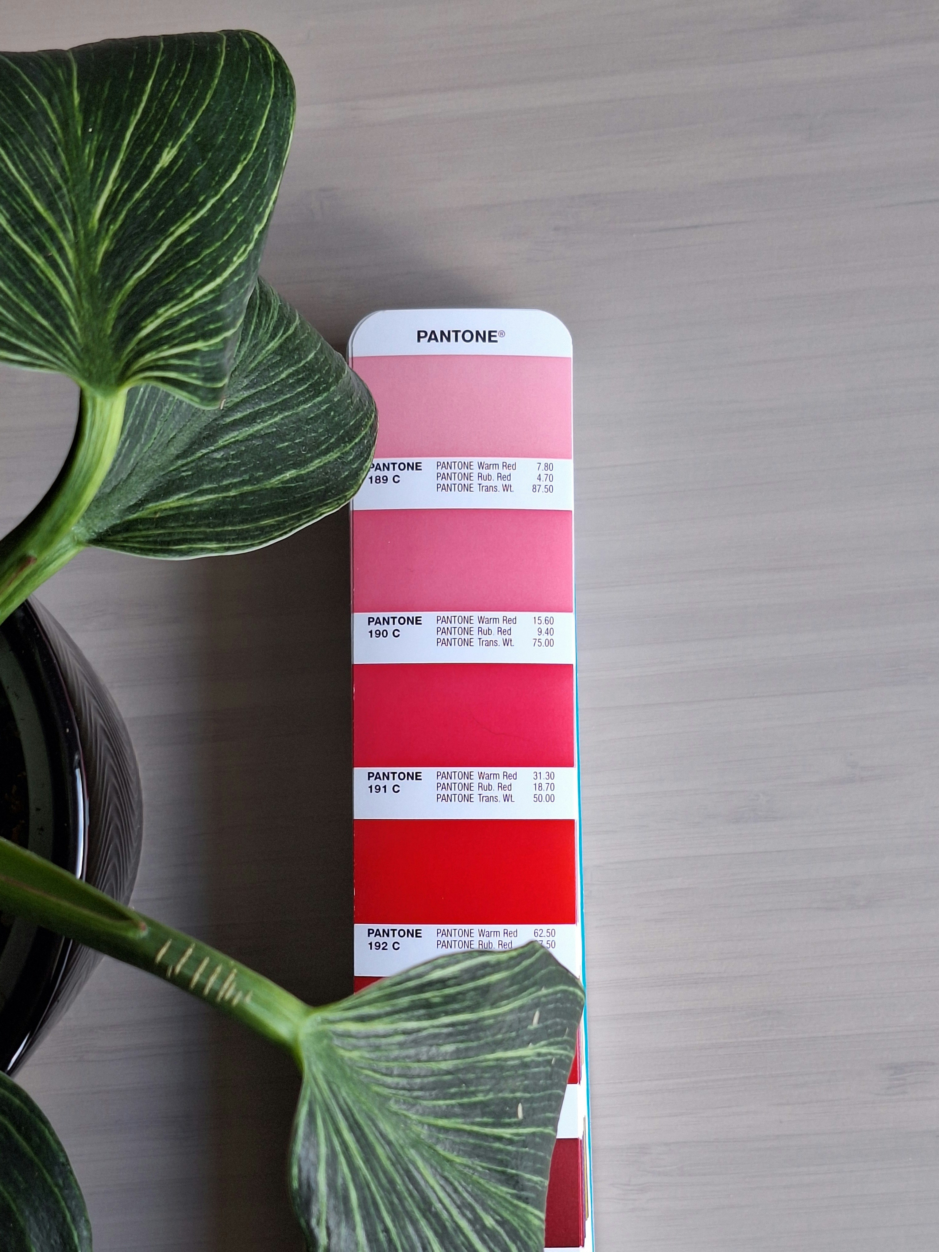 Pantone Strip Between Green Leaves on a Neutral Surface