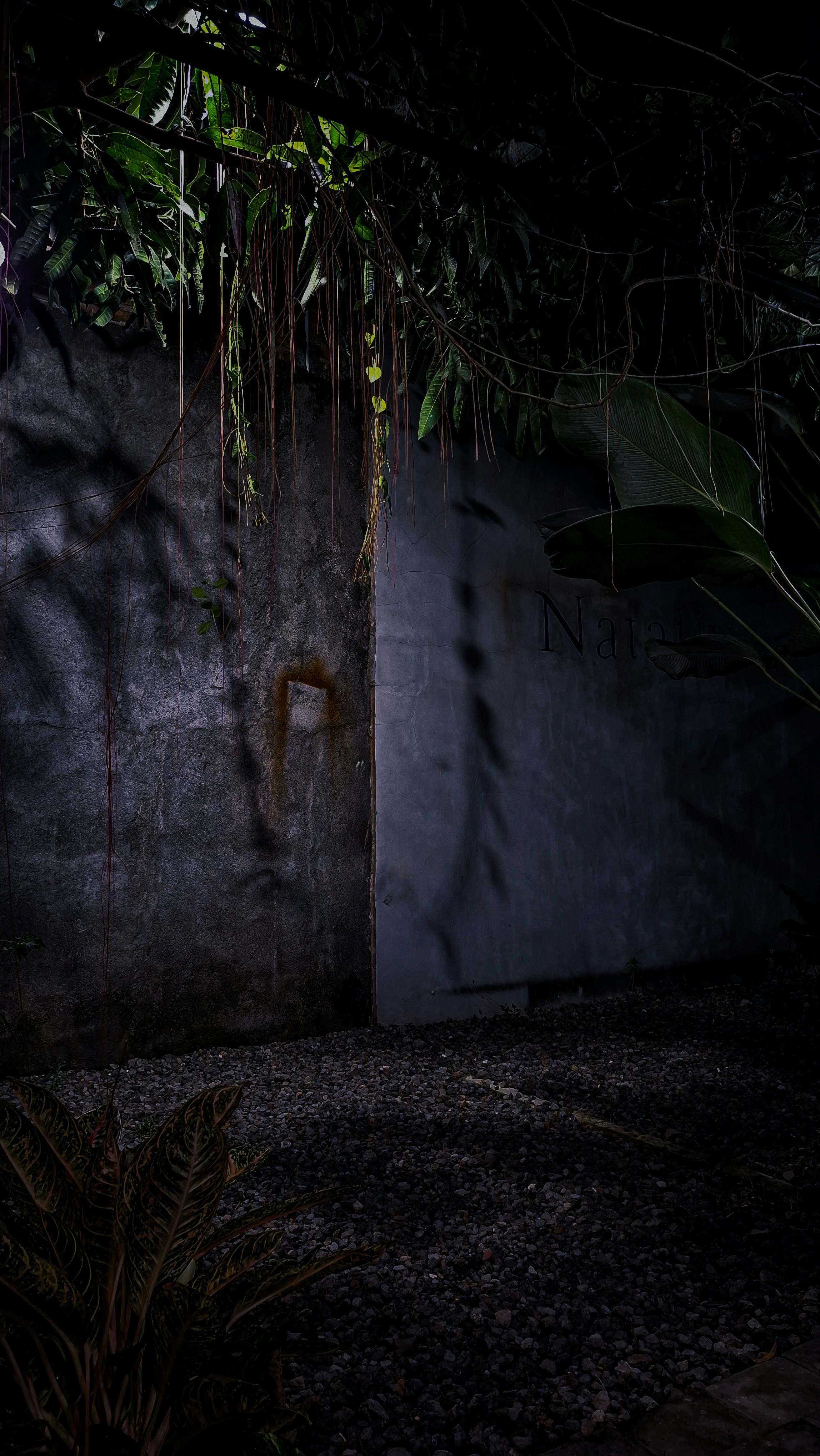 Dimly lit garden wall with overhanging vines casting dramatic shadows.