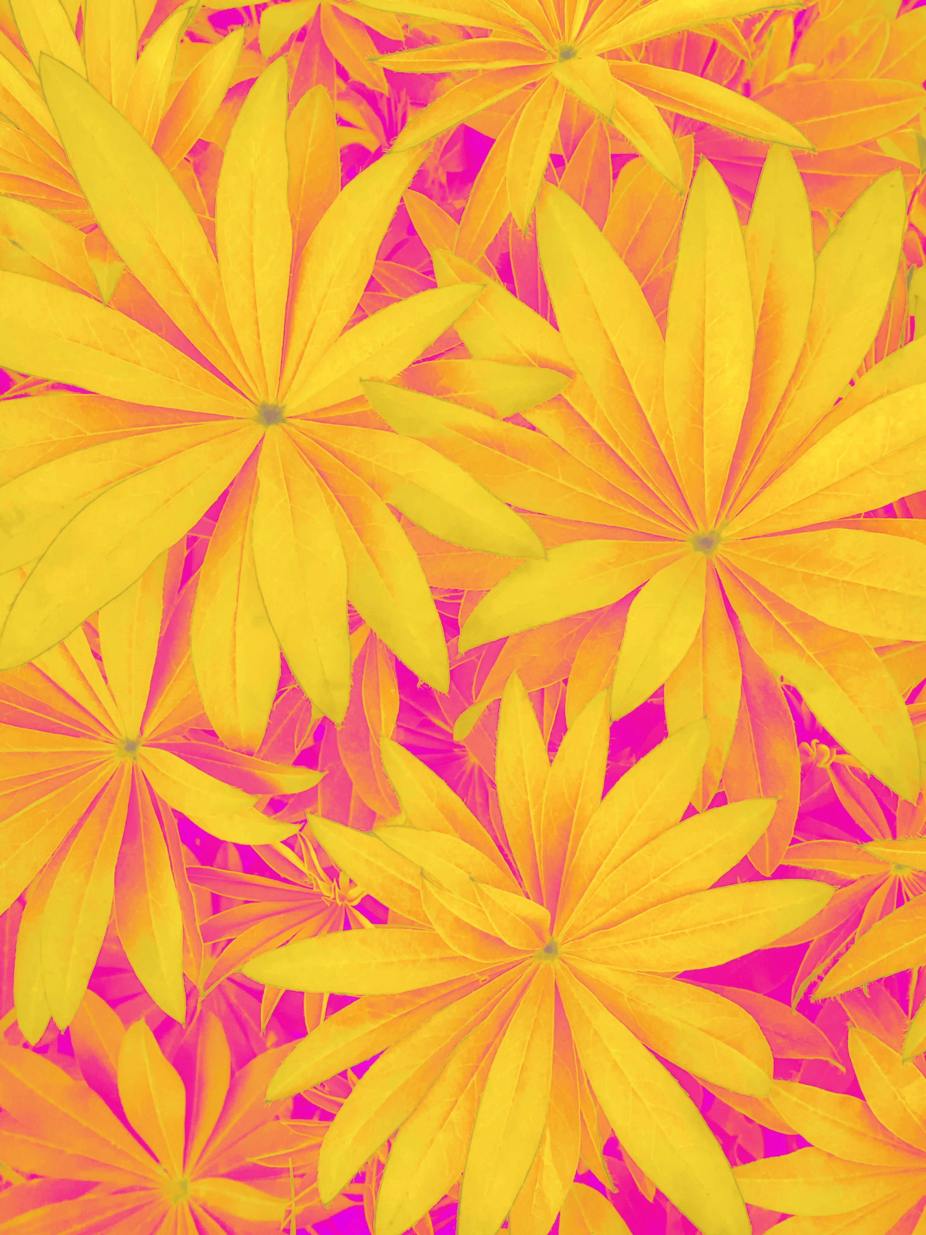Yellow leaves overlayed on a pink background.