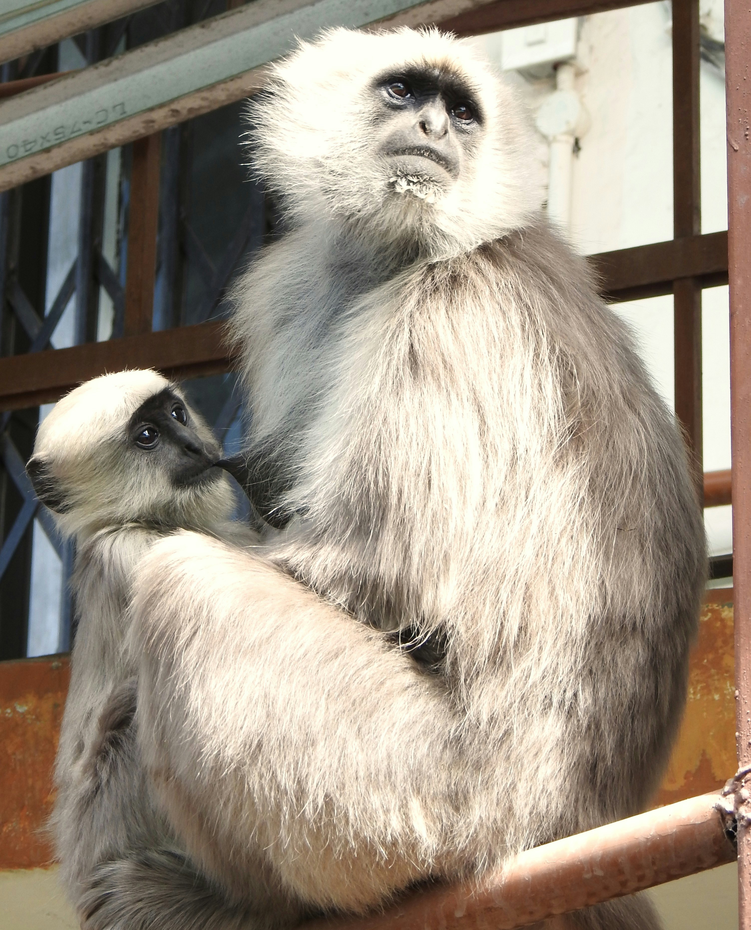 Sunlit Vigil on the Railing: A mother langur and her youngster scan the surroundings