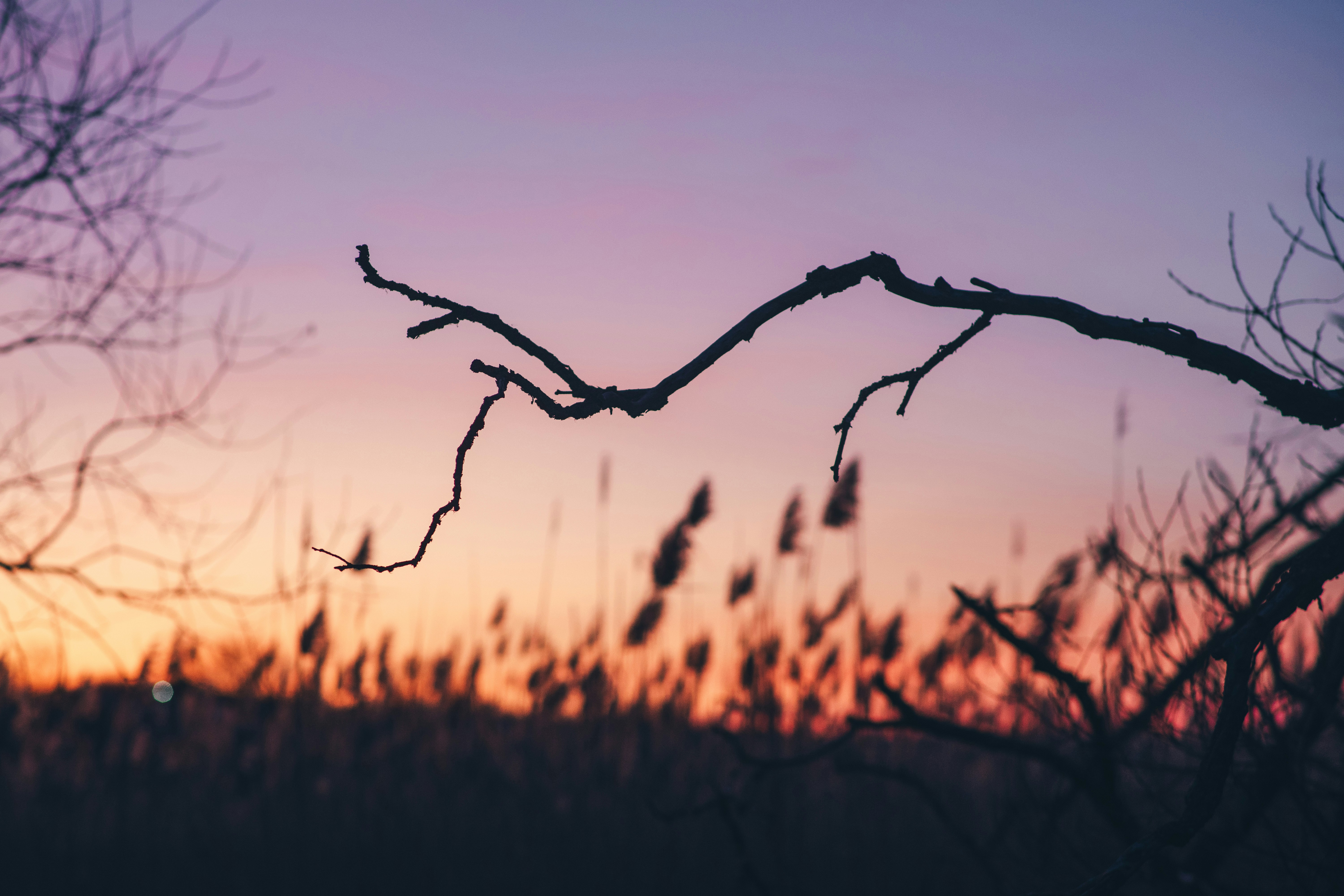 Silhouetted branches against a gradient dusk sky with soft pink and orange hues.